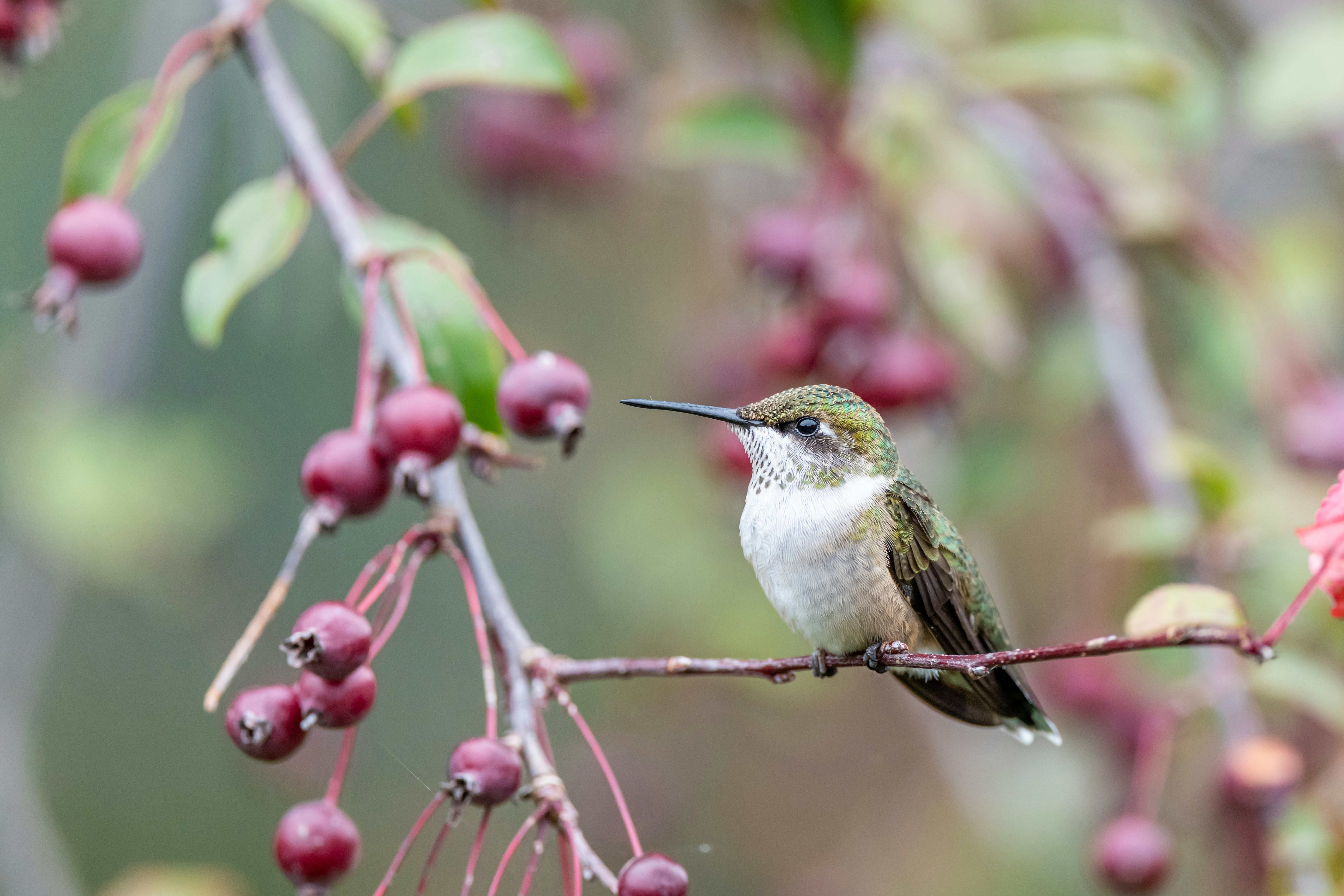 A hummingbird perched on a branch with berries photo – Free Grey Image ...