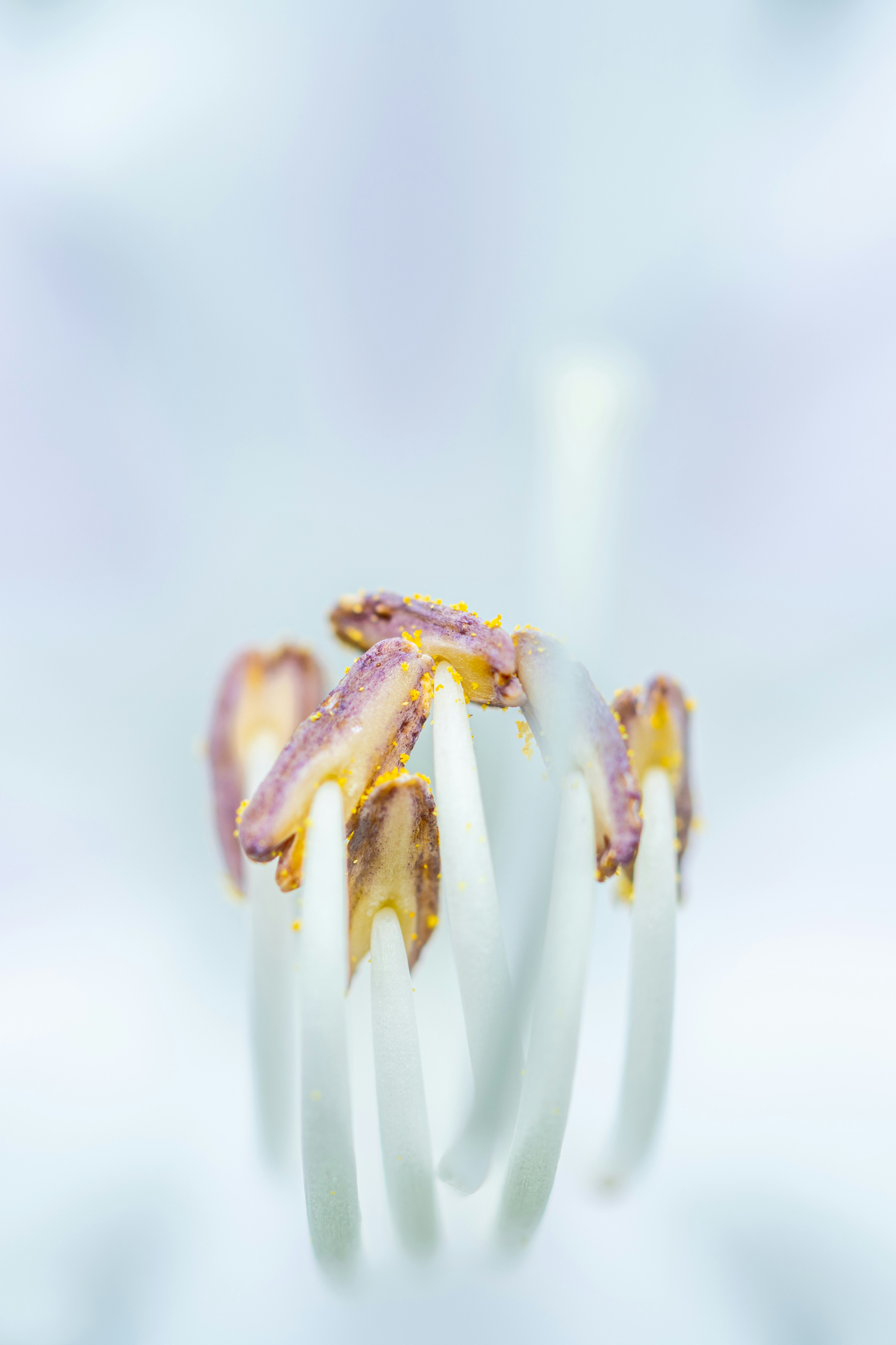 Close-up of delicate flower stamen, showcasing intricate details and textures against a soft, blurred background.