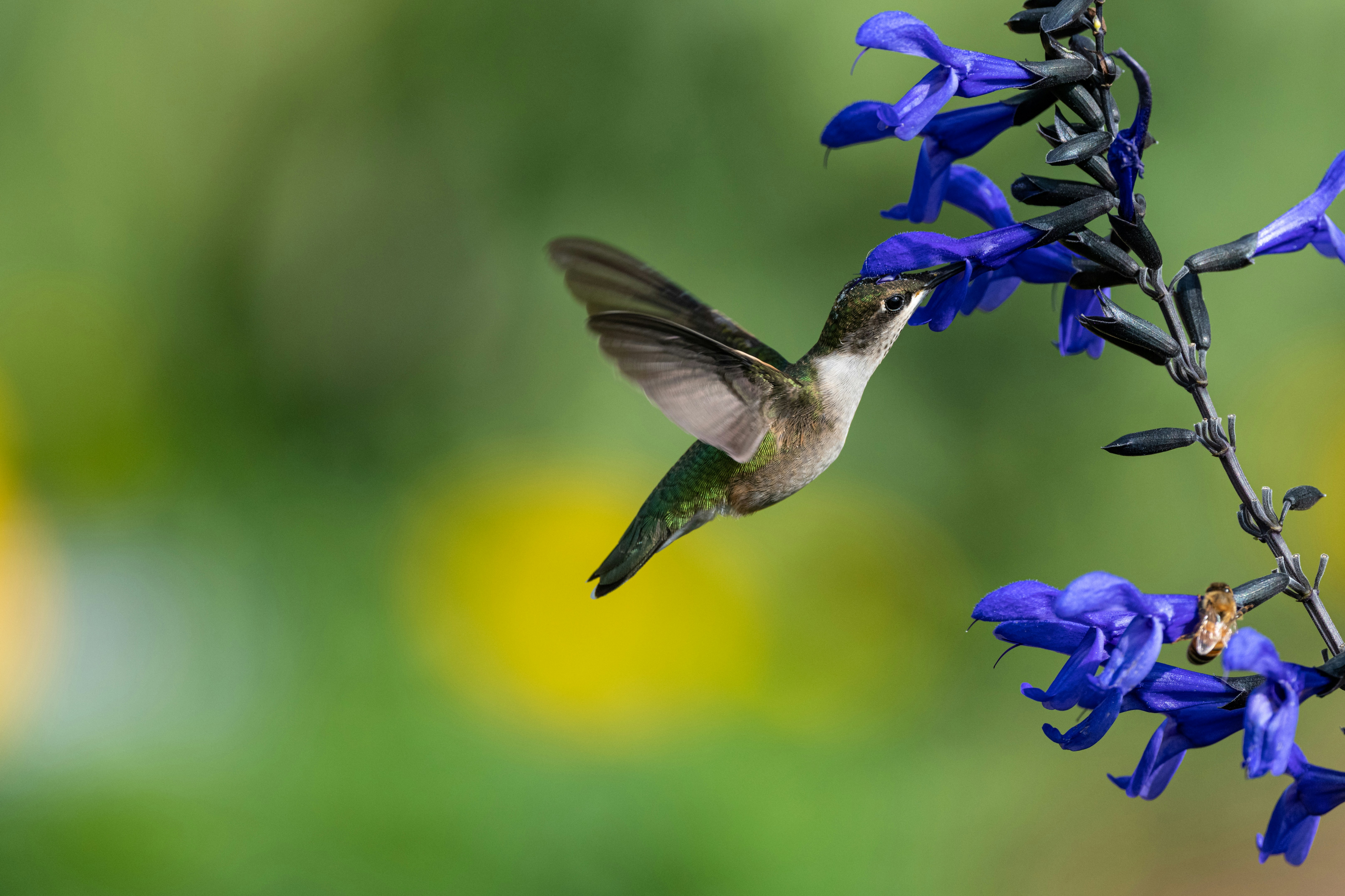 A hummingbird hovering over a blue flower photo – Free Flower Image on ...