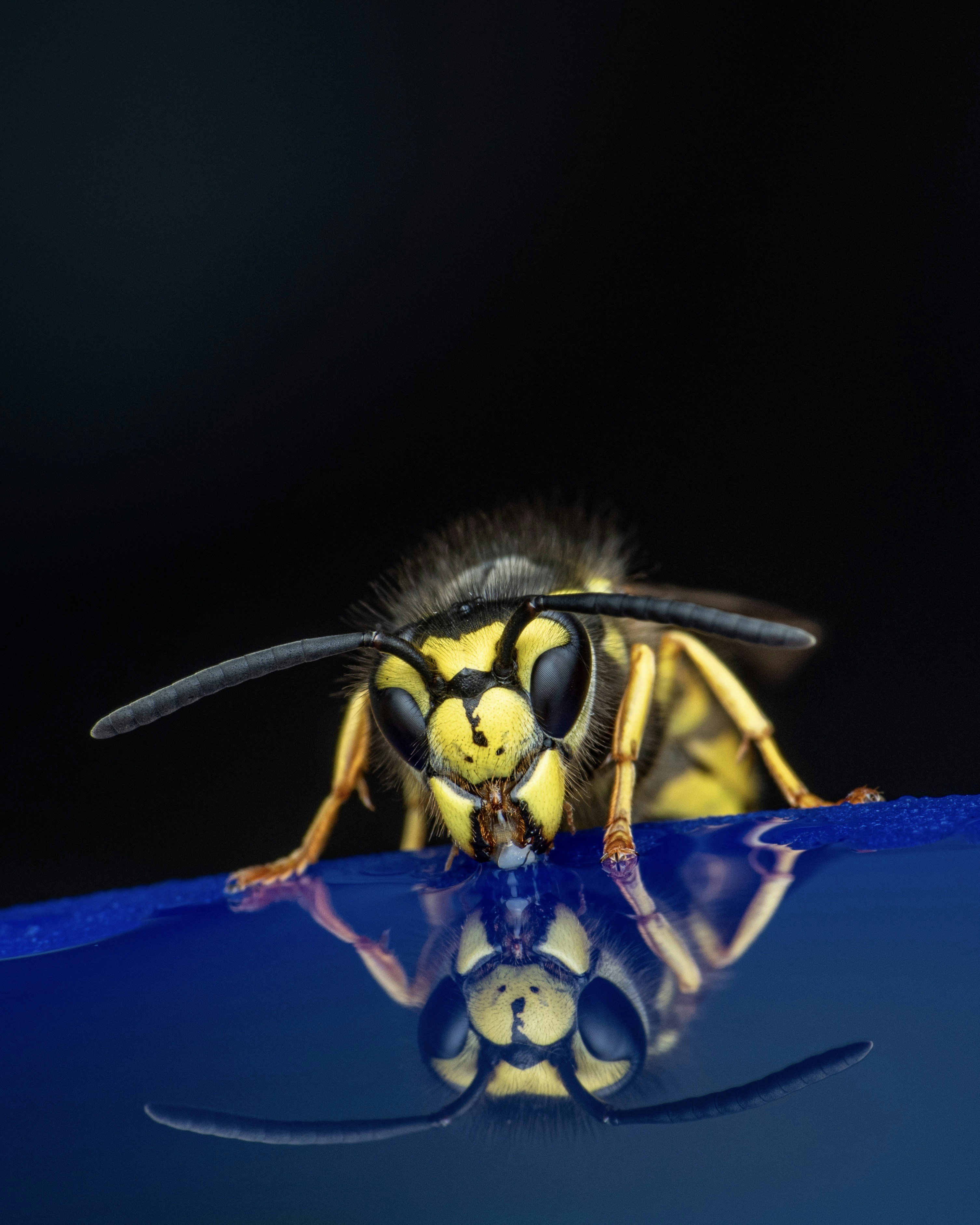 a close up of a bee on a blue surface