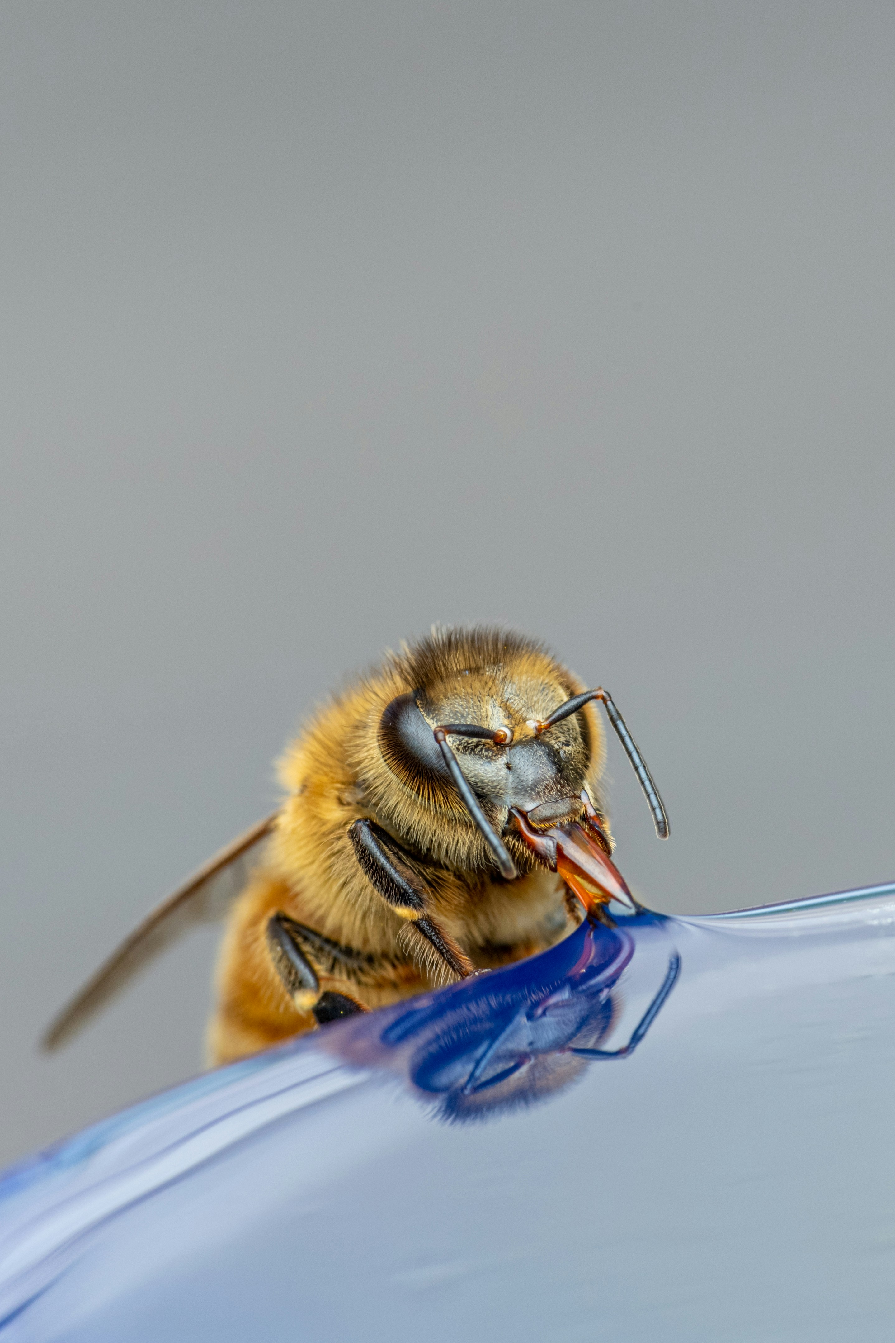 a close up of a bee on the hood of a car