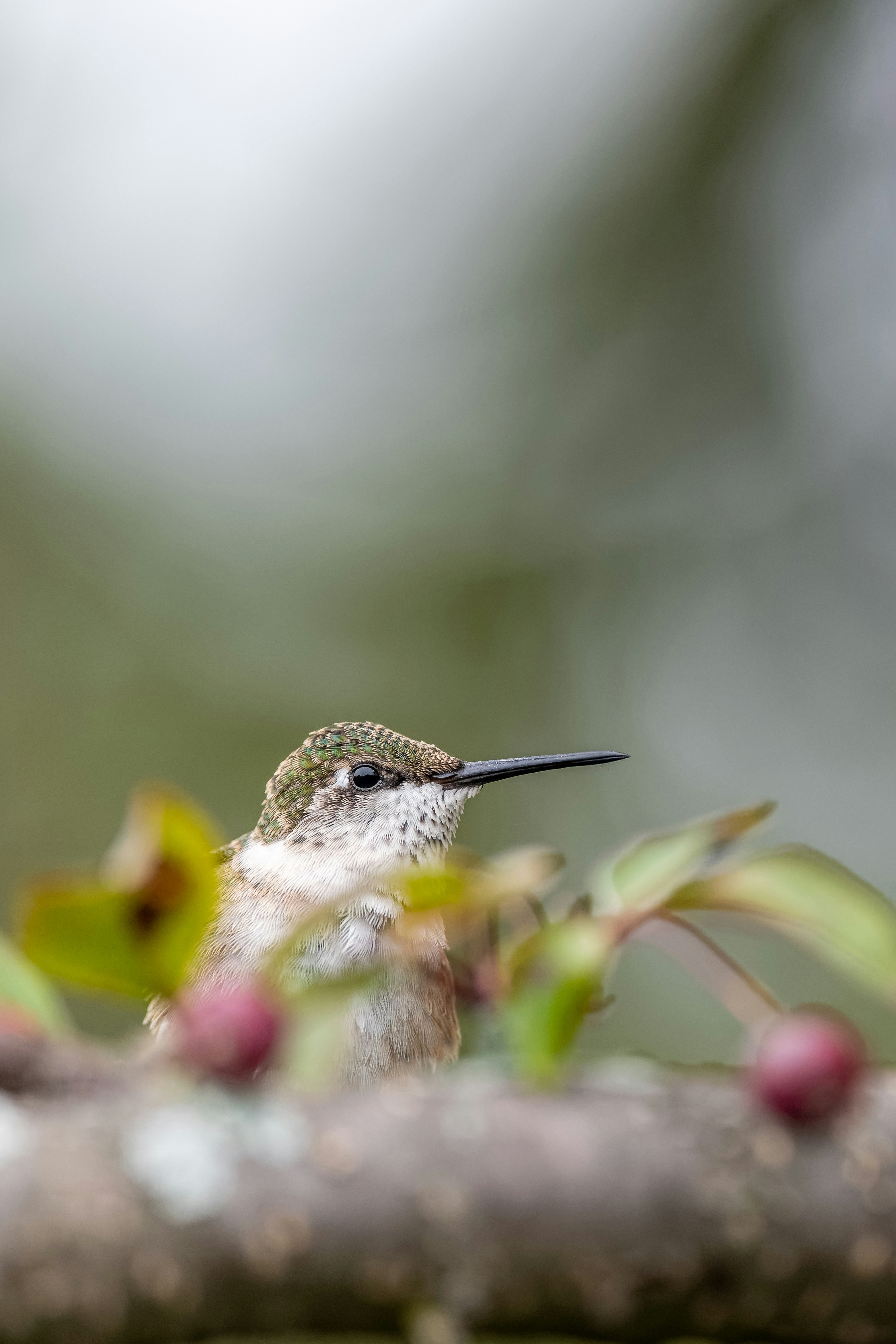 Whispers of Nature: The Hummingbird's Gaze