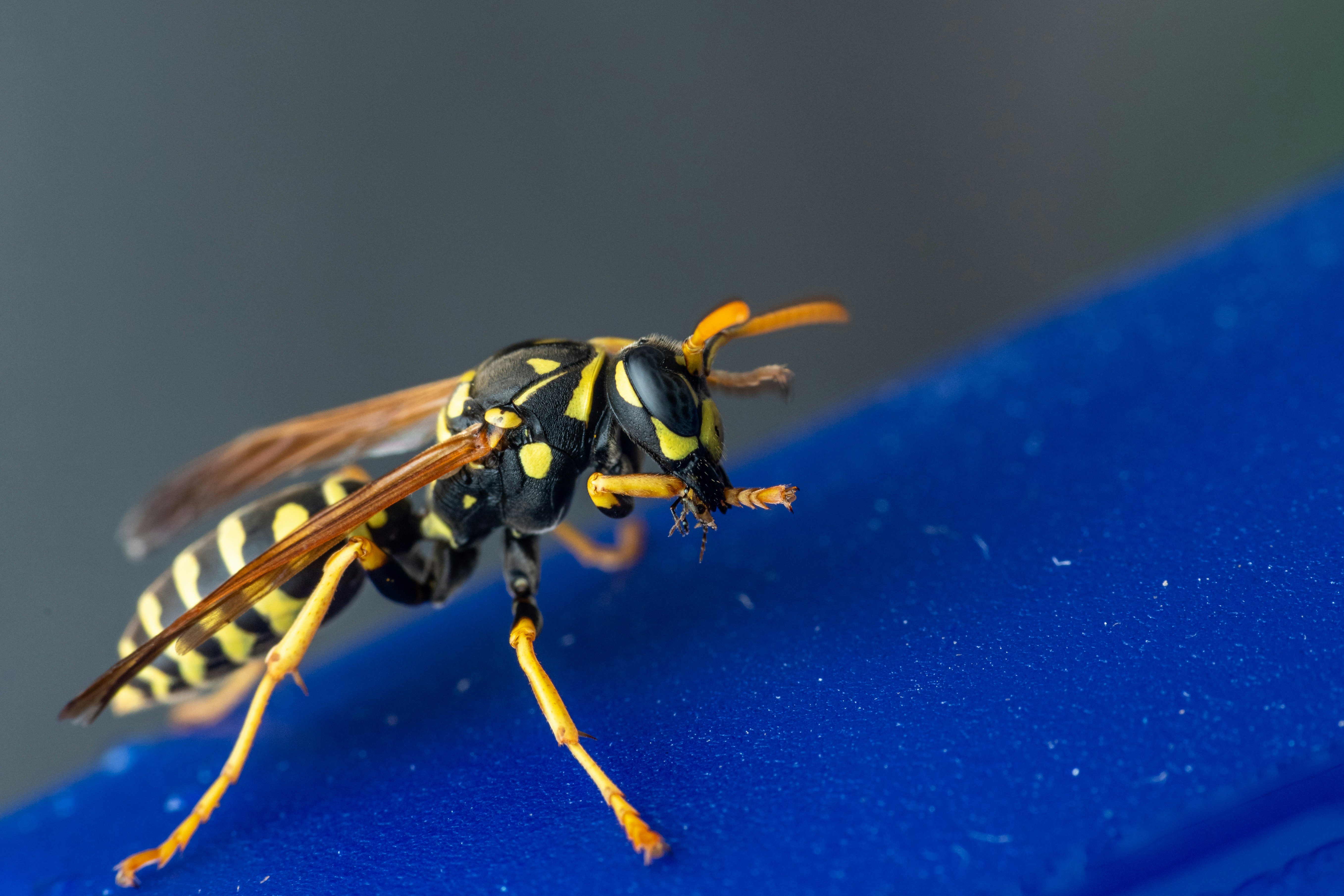 On the Edge of Blue: Macro Portrait of a Yellow-Black Wasp