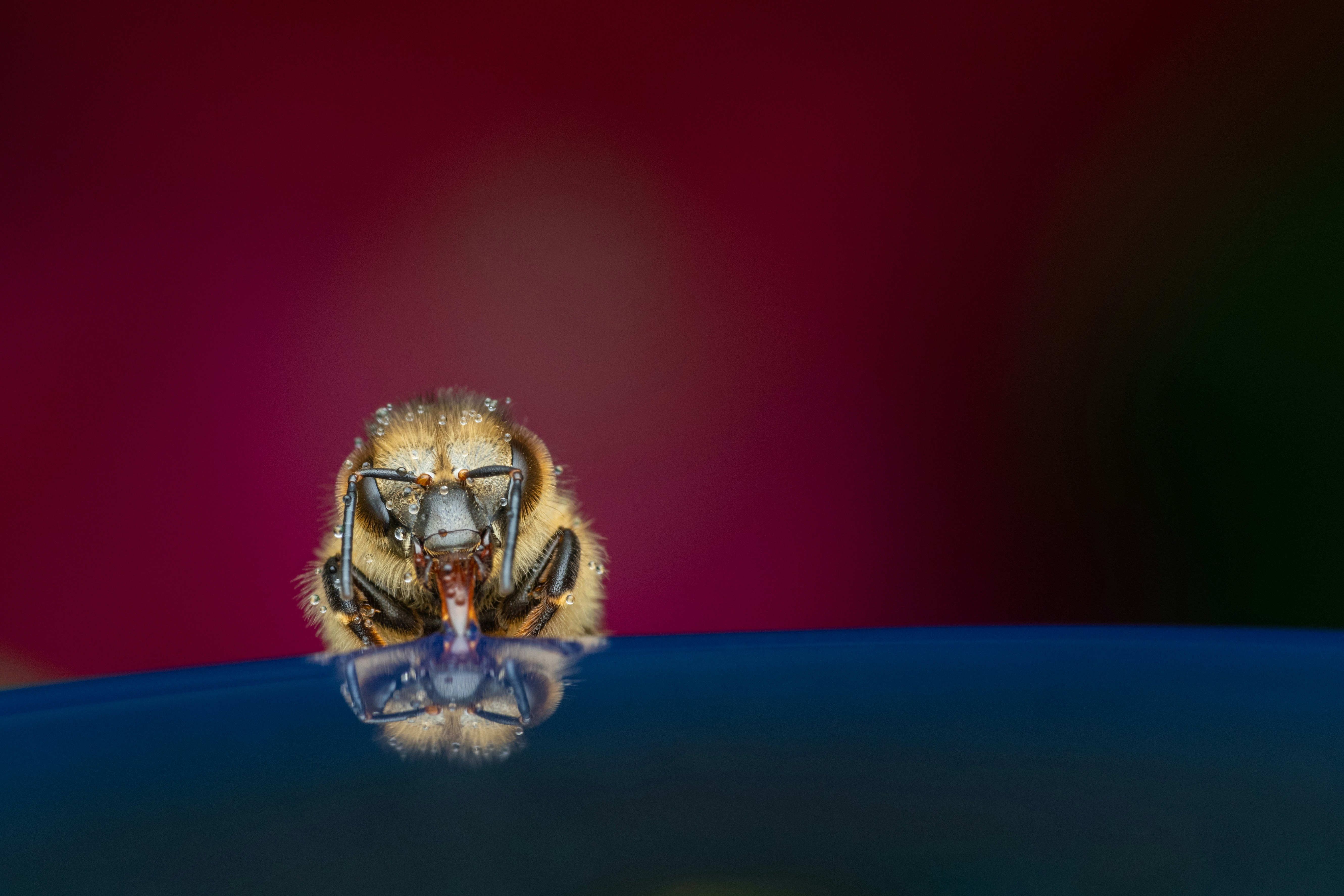 Beetle-Top Reflections: A Bee at the Edge of a Blue Surface