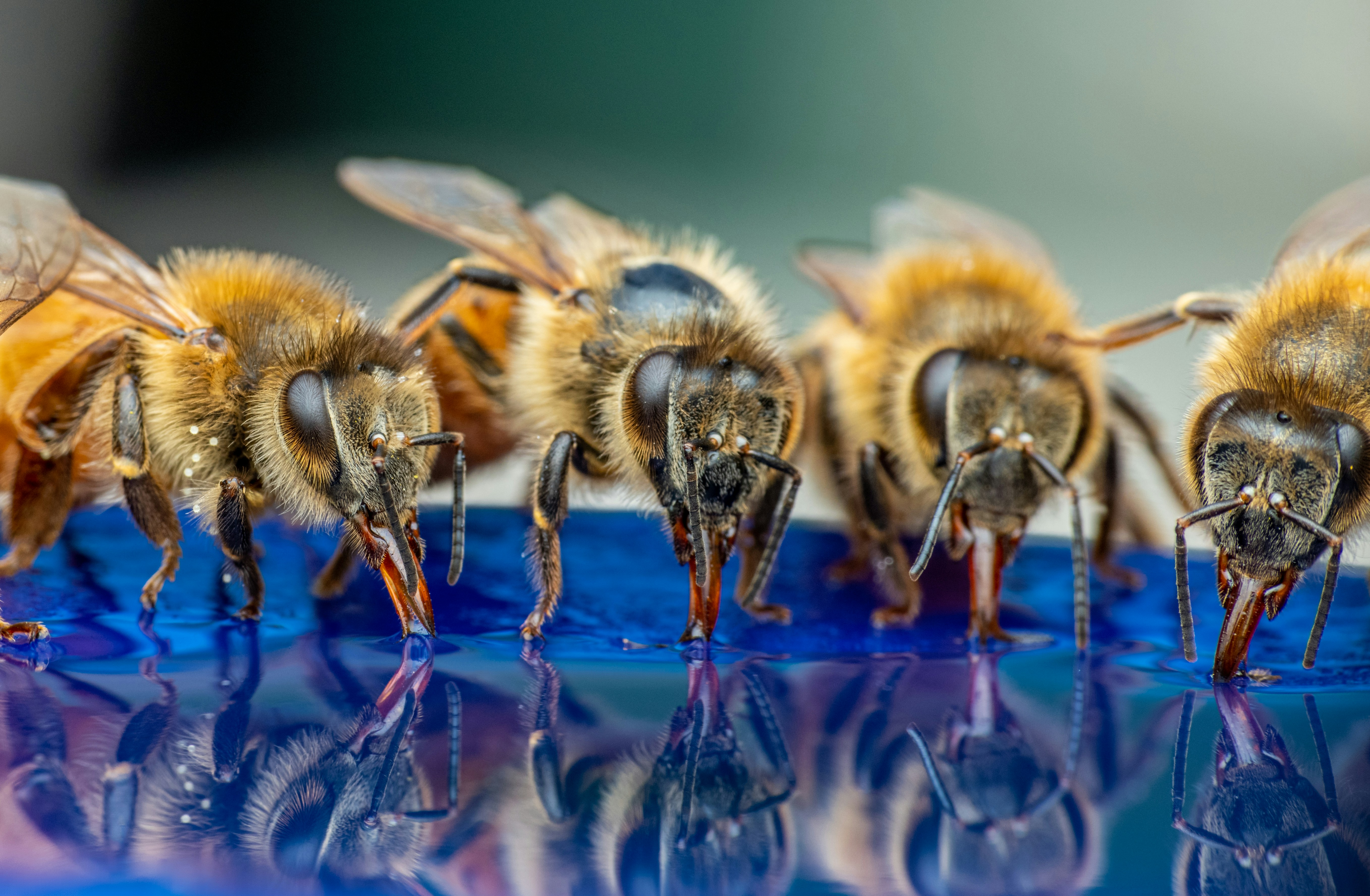 Close-up of honeybees gathering water from a reflective surface, showcasing their intricate features and teamwork.