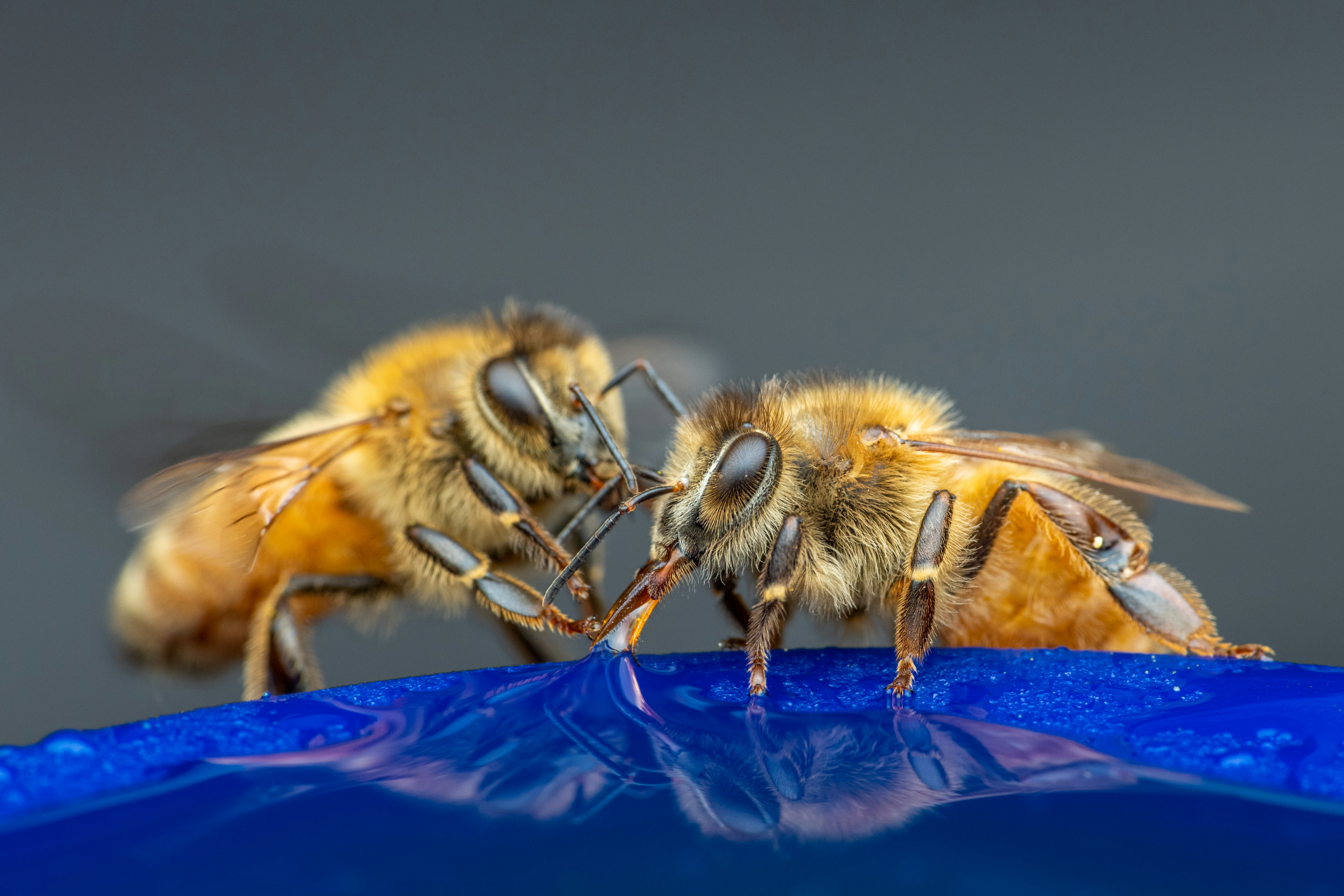 Bees at a Cyan Fold: Close-Up at the Tipping Edge