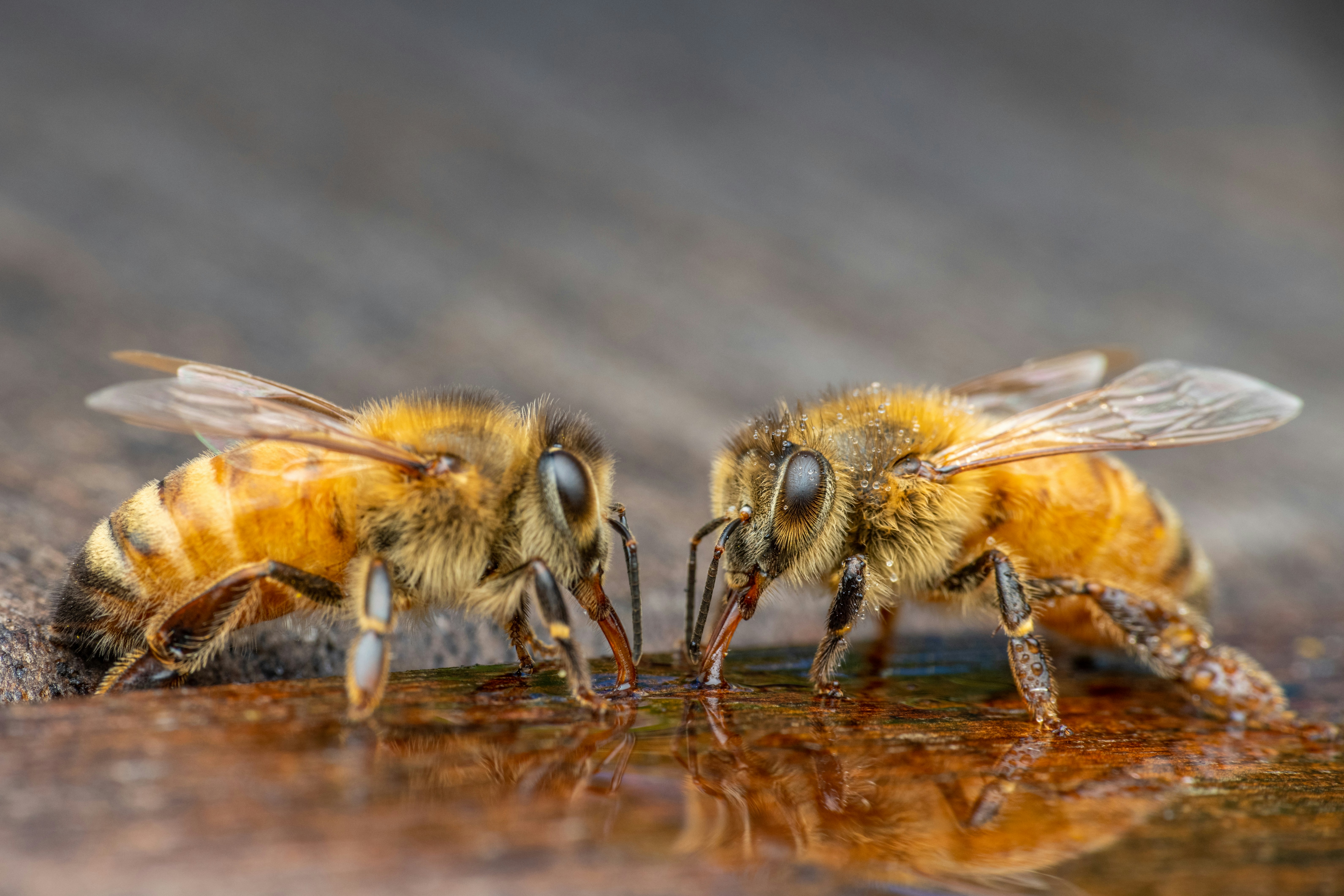 Two bees drinking from a puddle of water photo – Free Bee Image on Unsplash