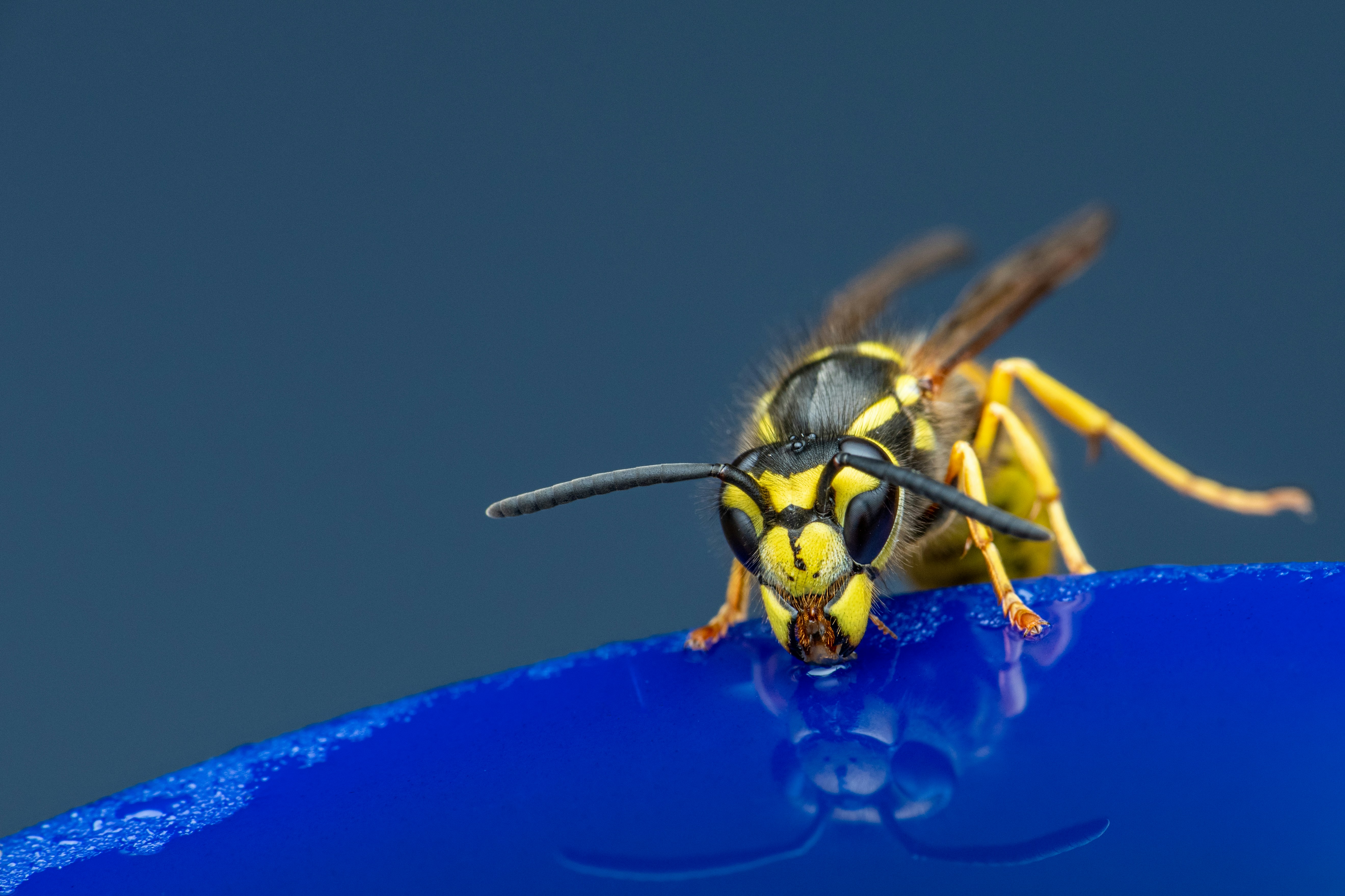 Cobalt Edge Stare: Macro Portrait of a Yellow-Black Wasp