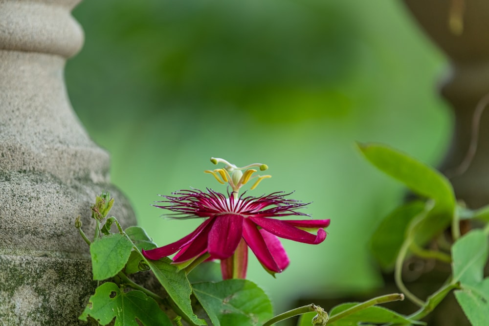 Une fleur rose poussant dans un vase en pierre photo – Photo Plante ... Une fleur rose poussant dans un vase en pierre photo – Photo Plante ...