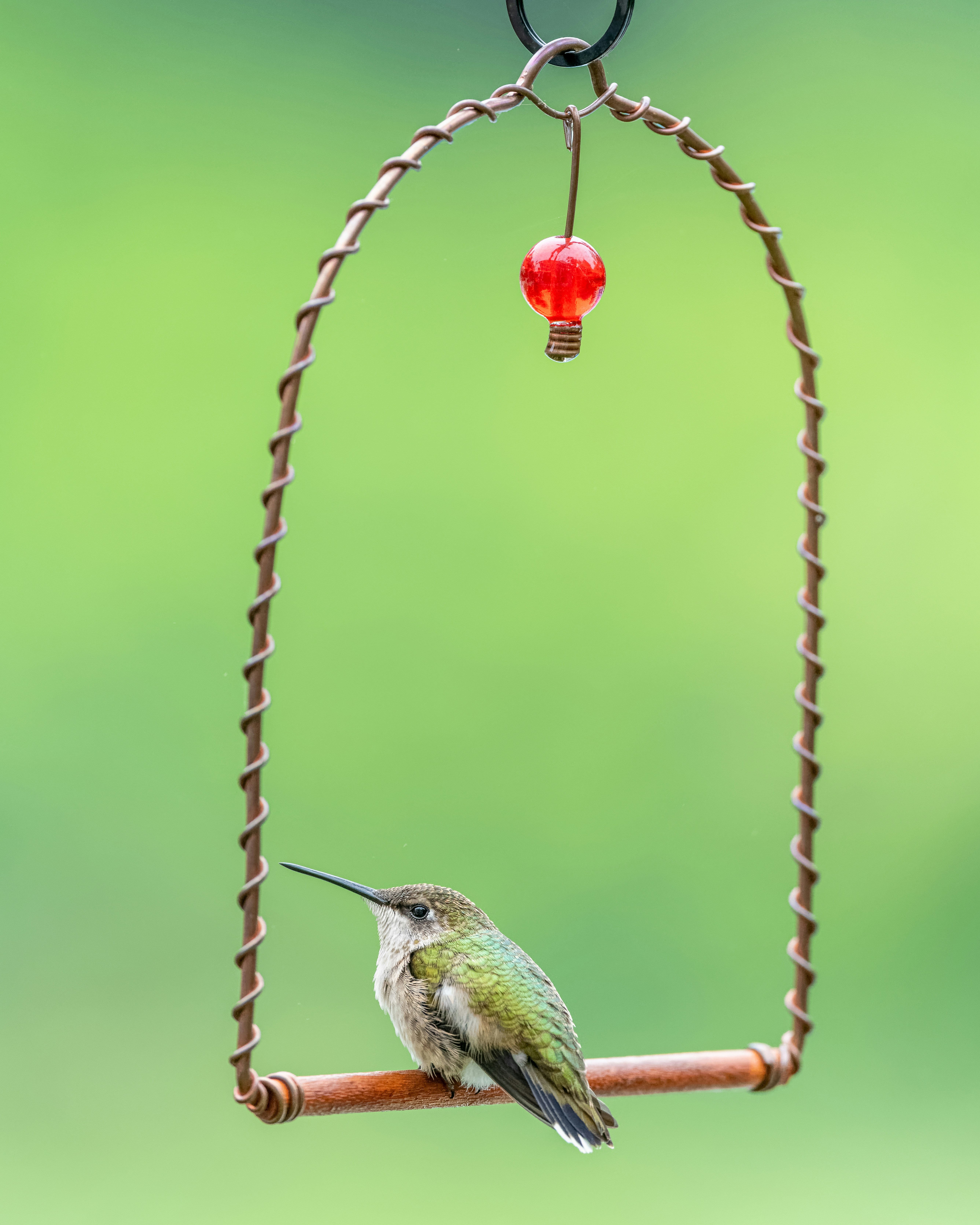 A small bird hanging from a bird feeder photo – Free Animal Image on ...
