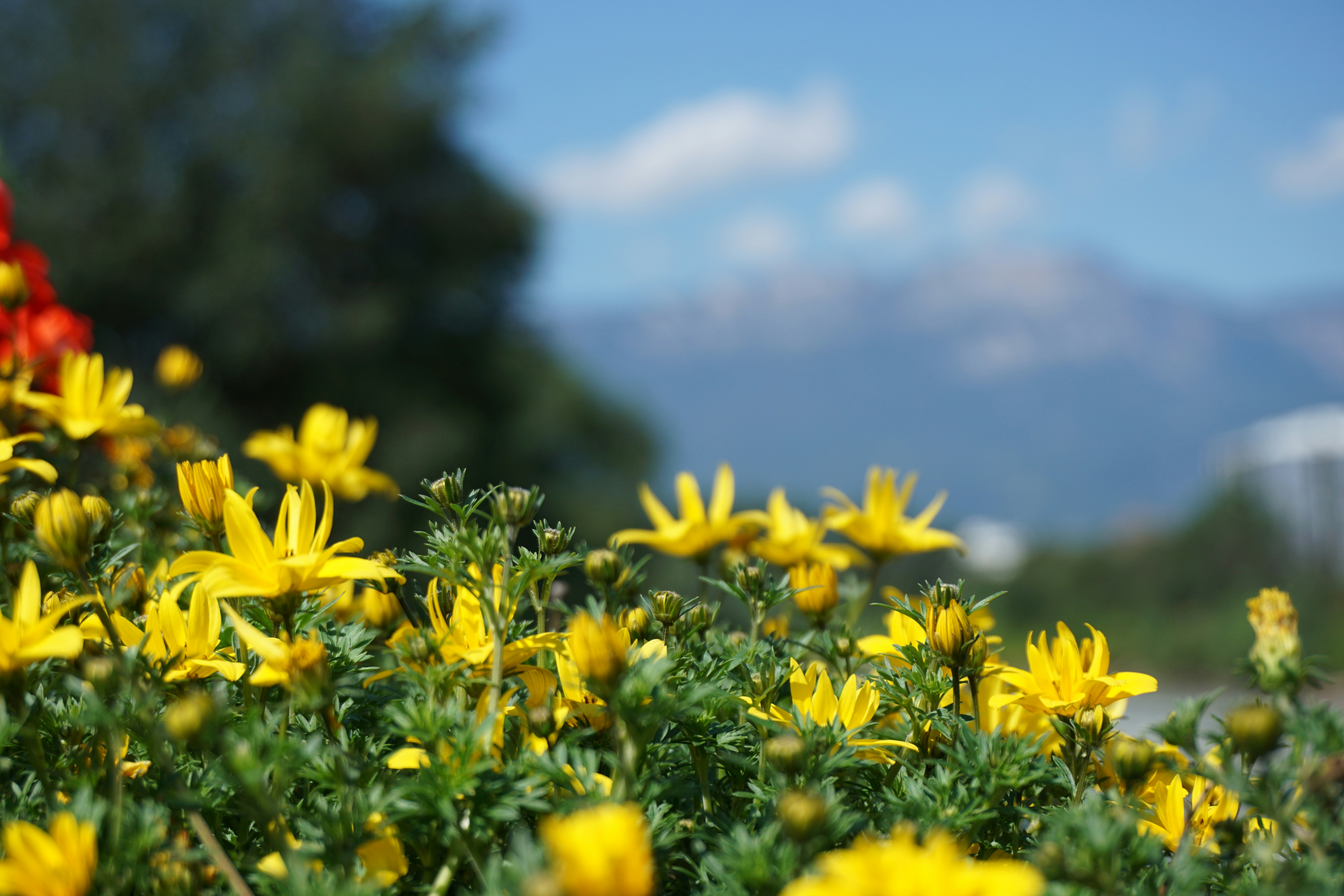 Luminescent Yellow Blooms Framing a Distant Alpine Vista