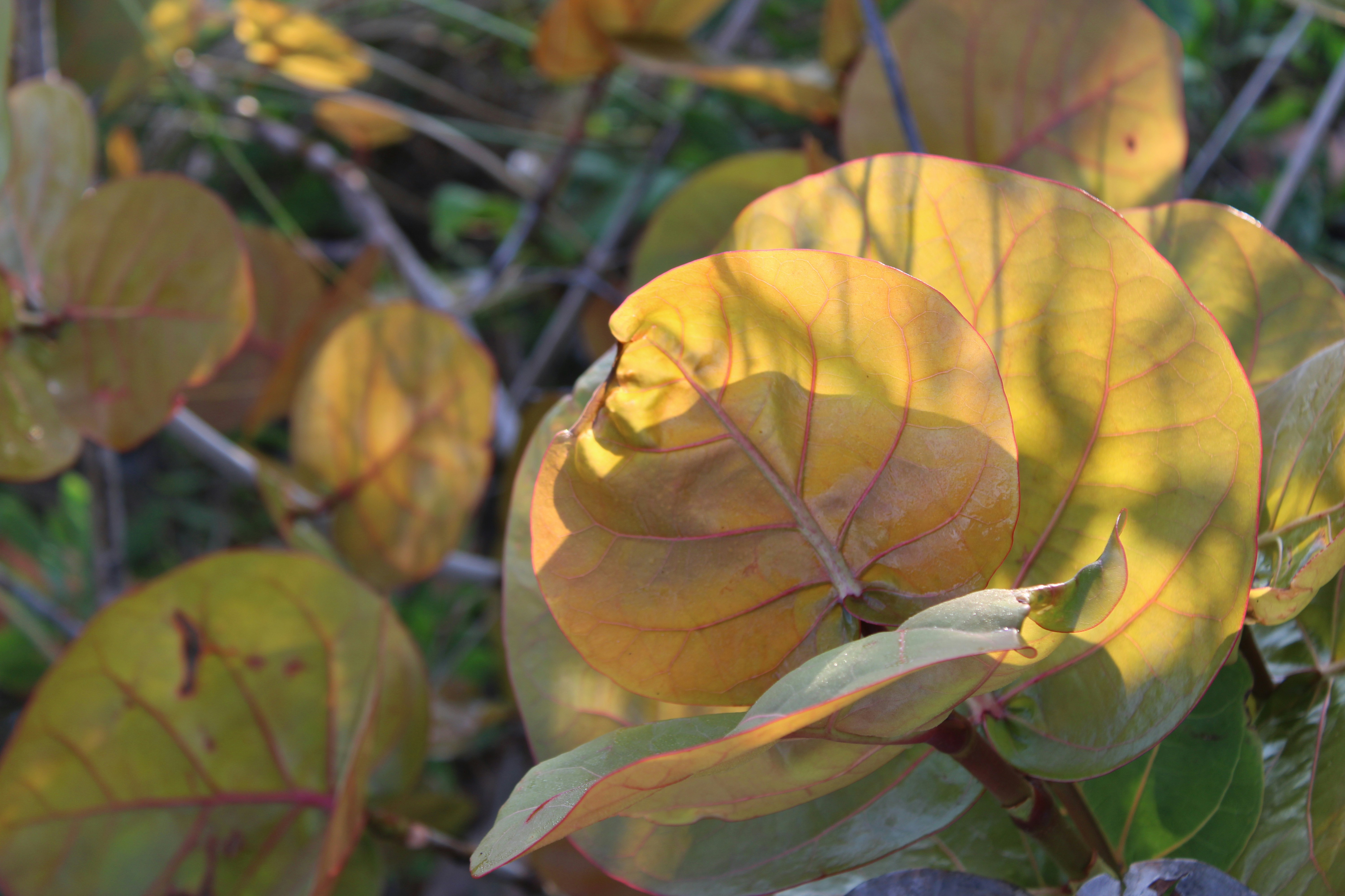 Un primer plano de una planta con hojas amarillas foto – Imagen de ...