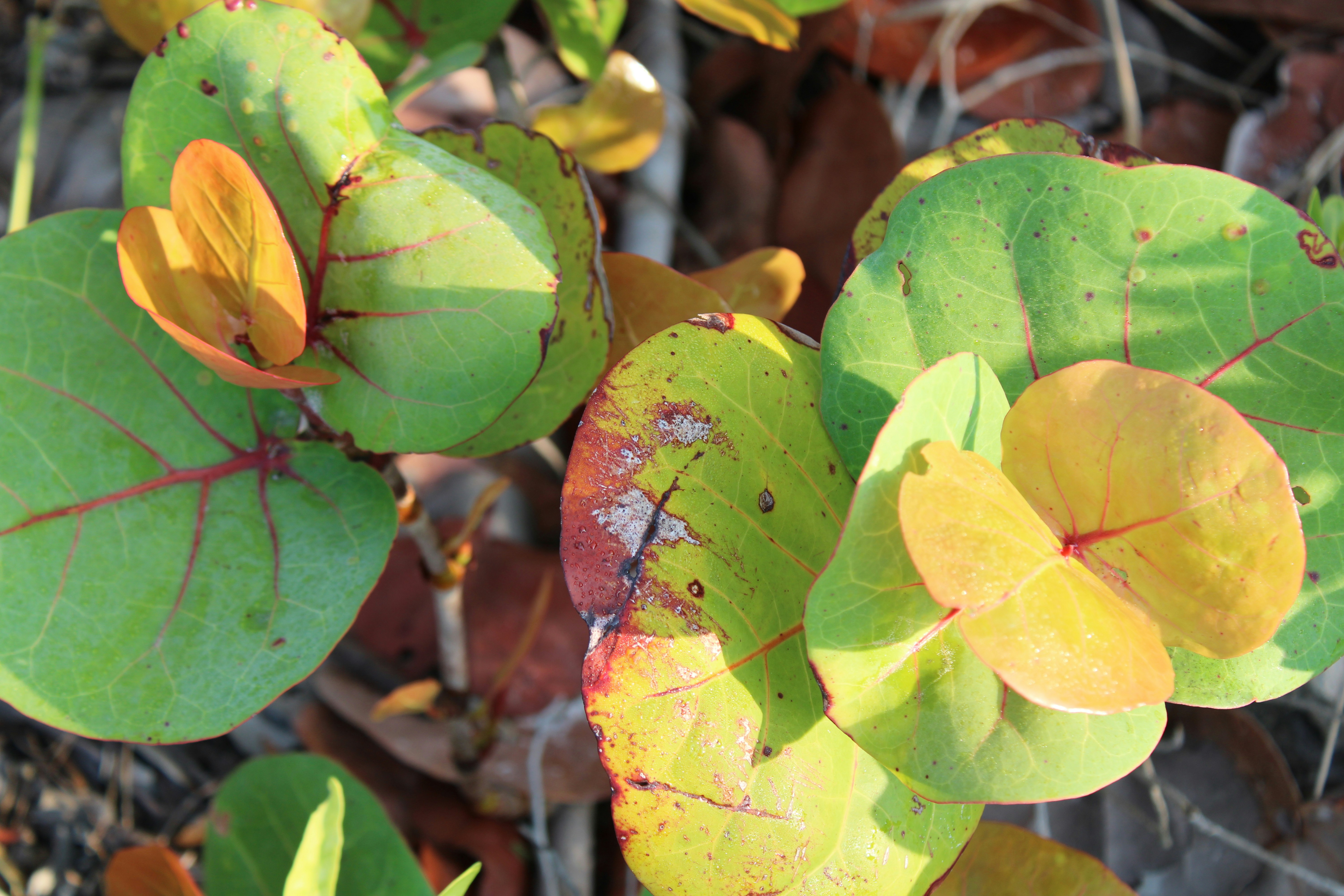 Crimson Veins Warm the Ground: Close-Up of Autumn Leaves