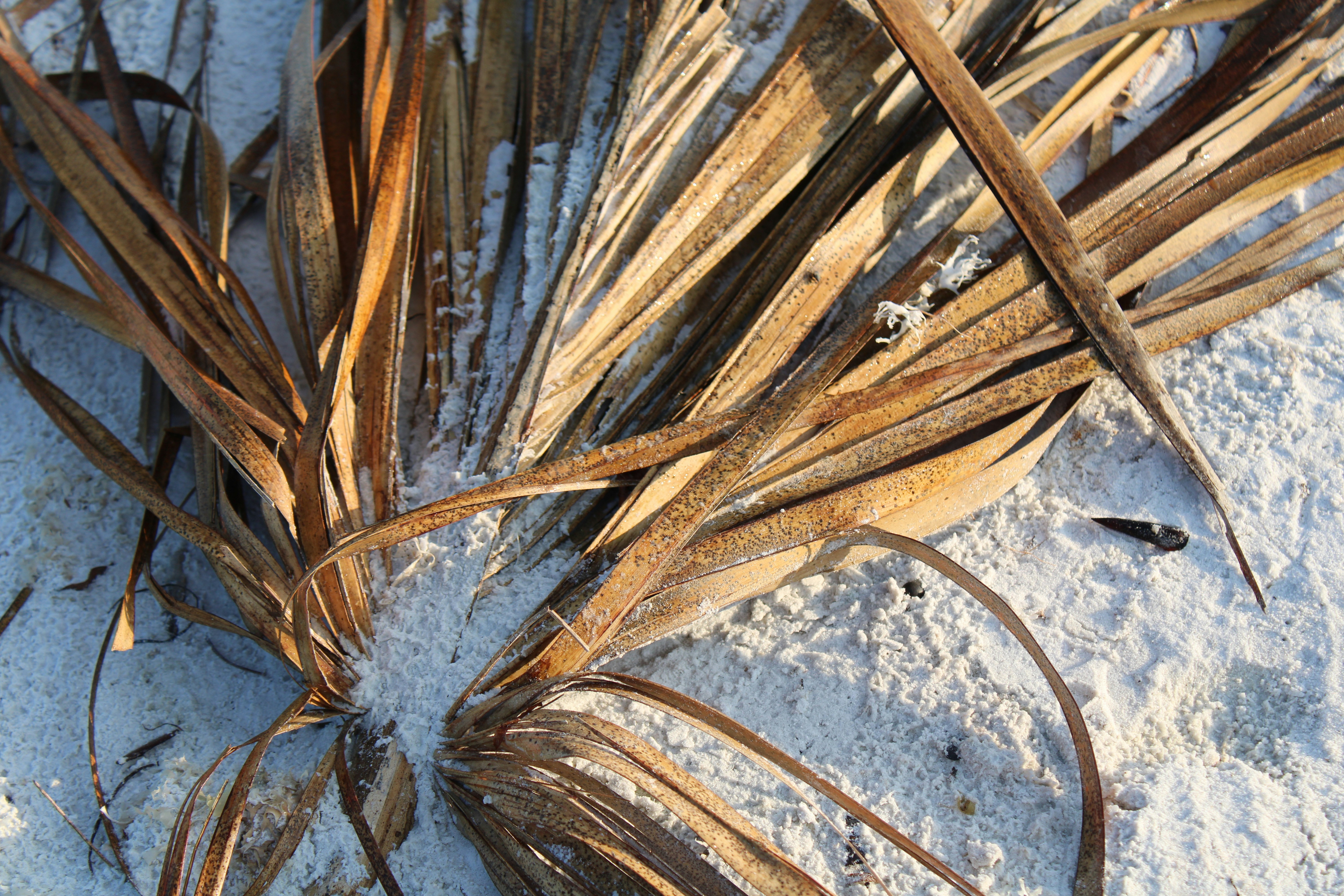 a close up of a plant in the snow