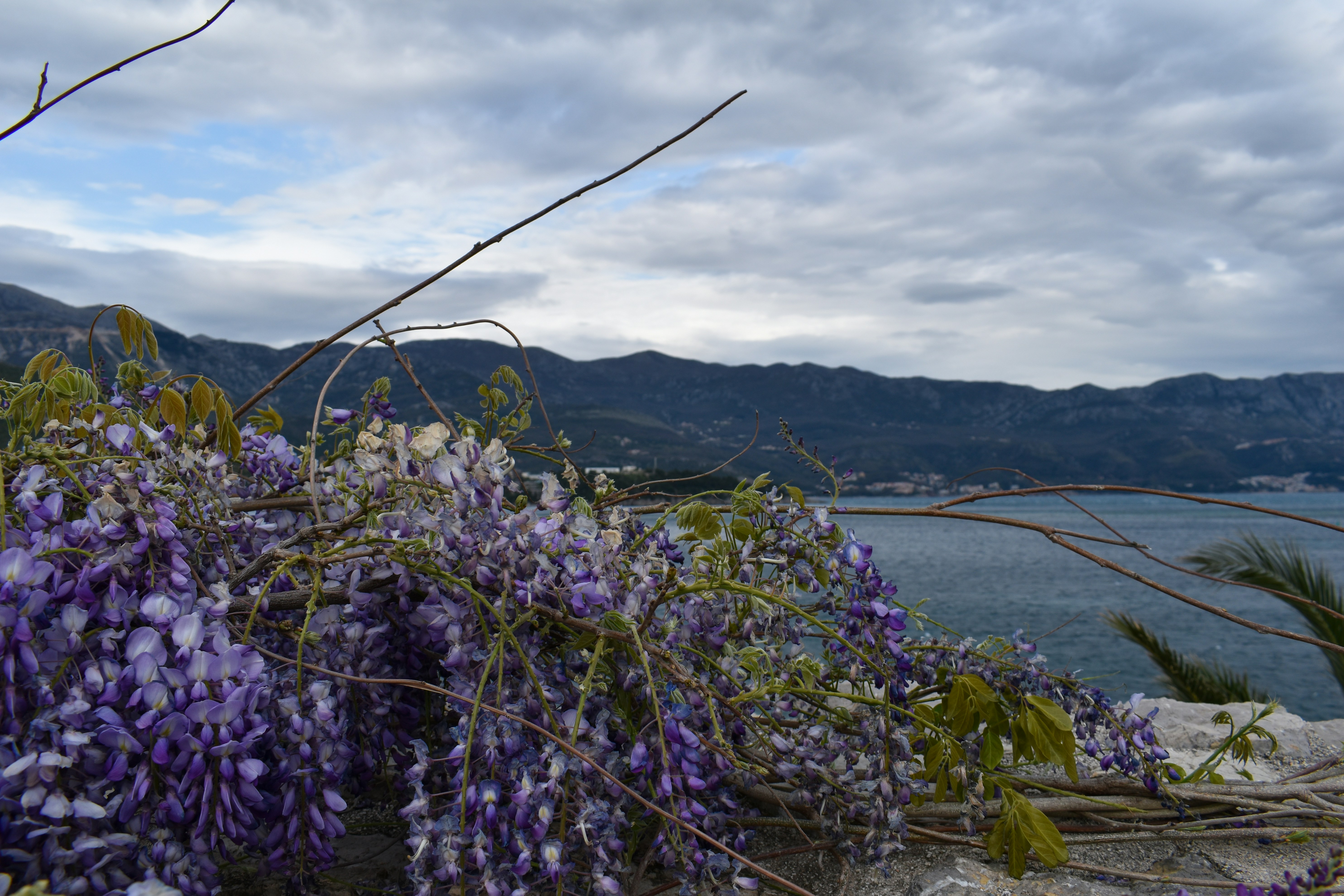 a bunch of purple flowers growing on the side of a mountain