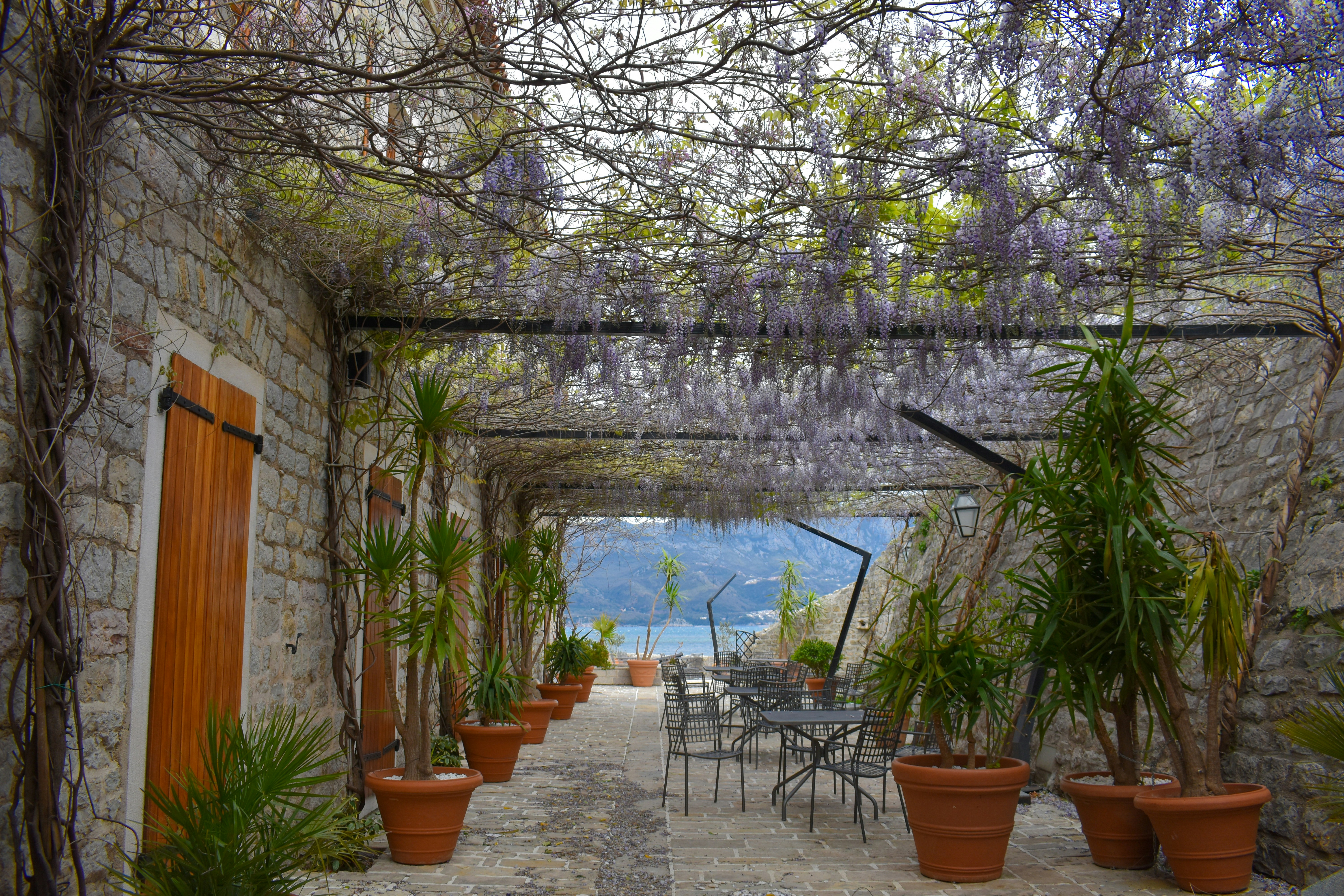 Cascading Wisteria Corridor to the Sea Terrace