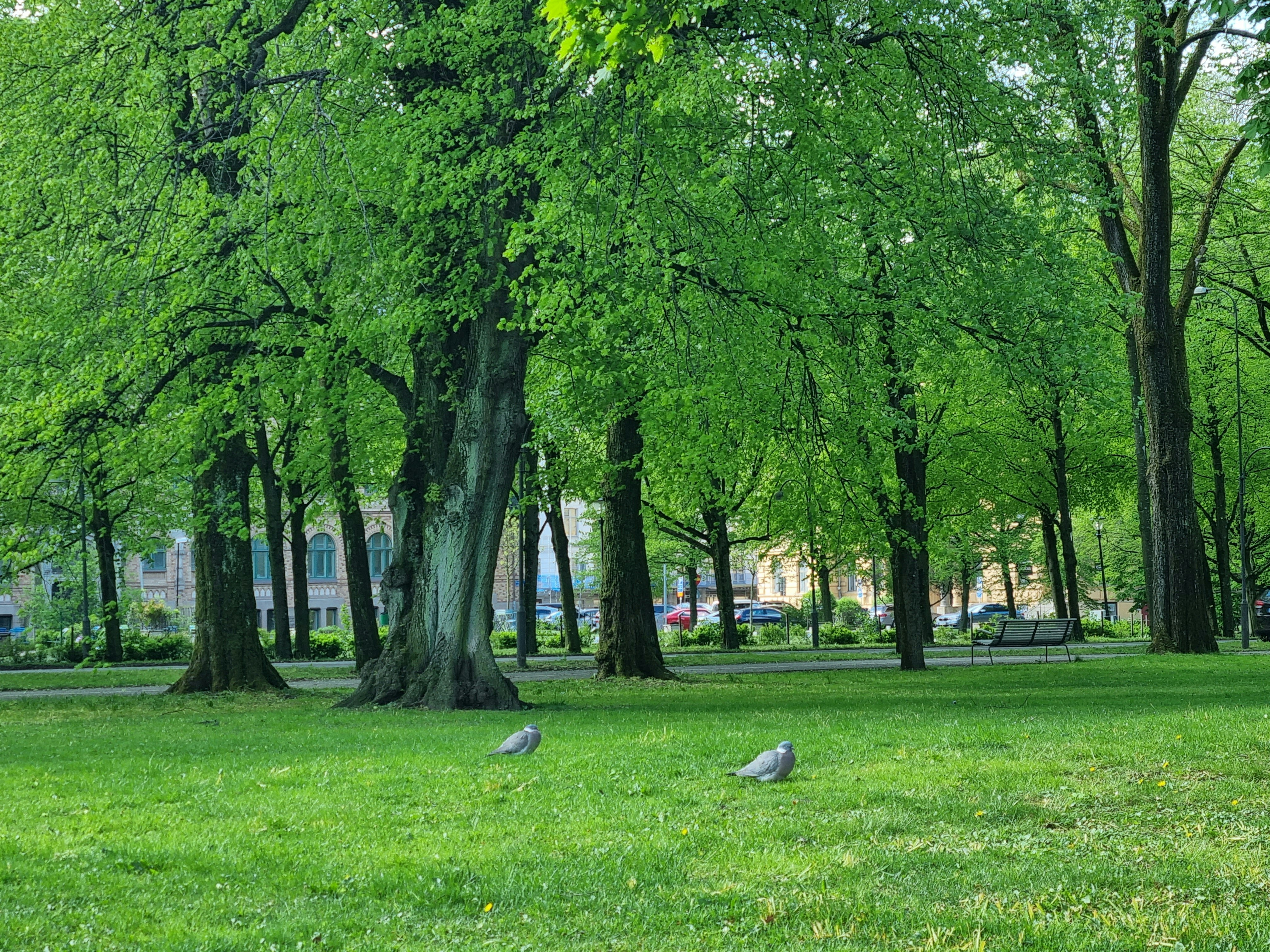 Pigeons in a Sunlit City Park: A Quiet Moment Among the Green