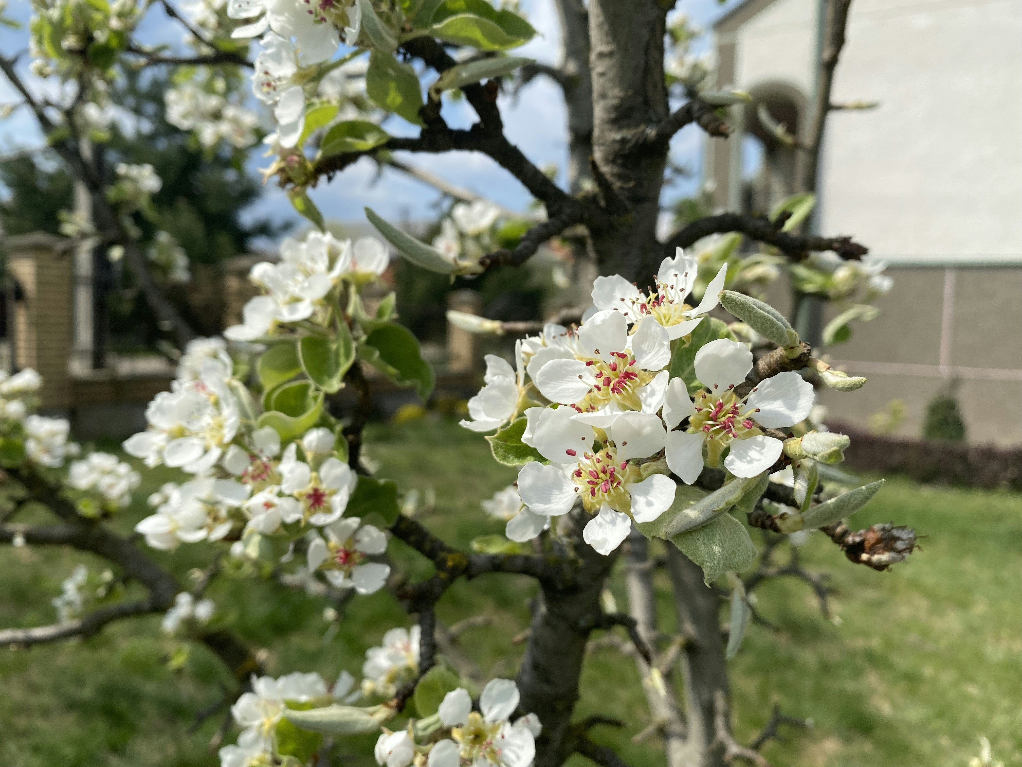 a tree with white flowers in a yard