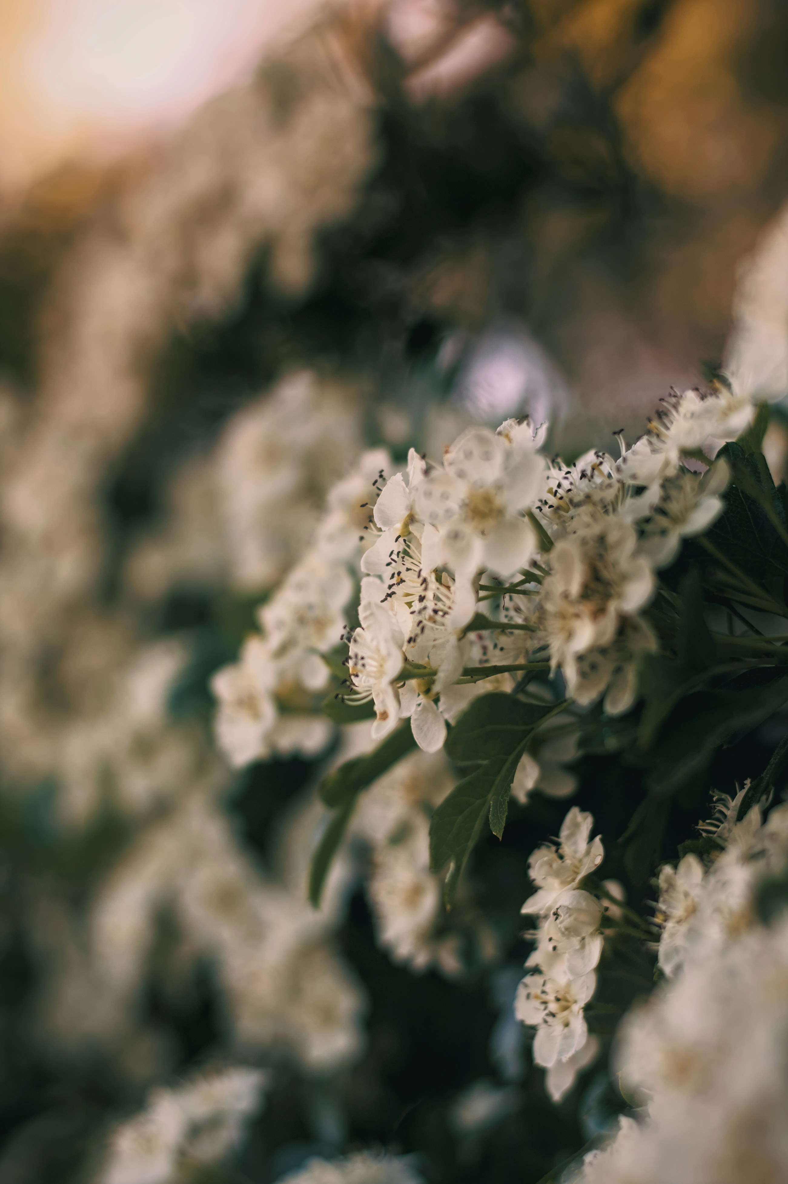 Whispering White Blooms: Close-Up in Velvet Bokeh