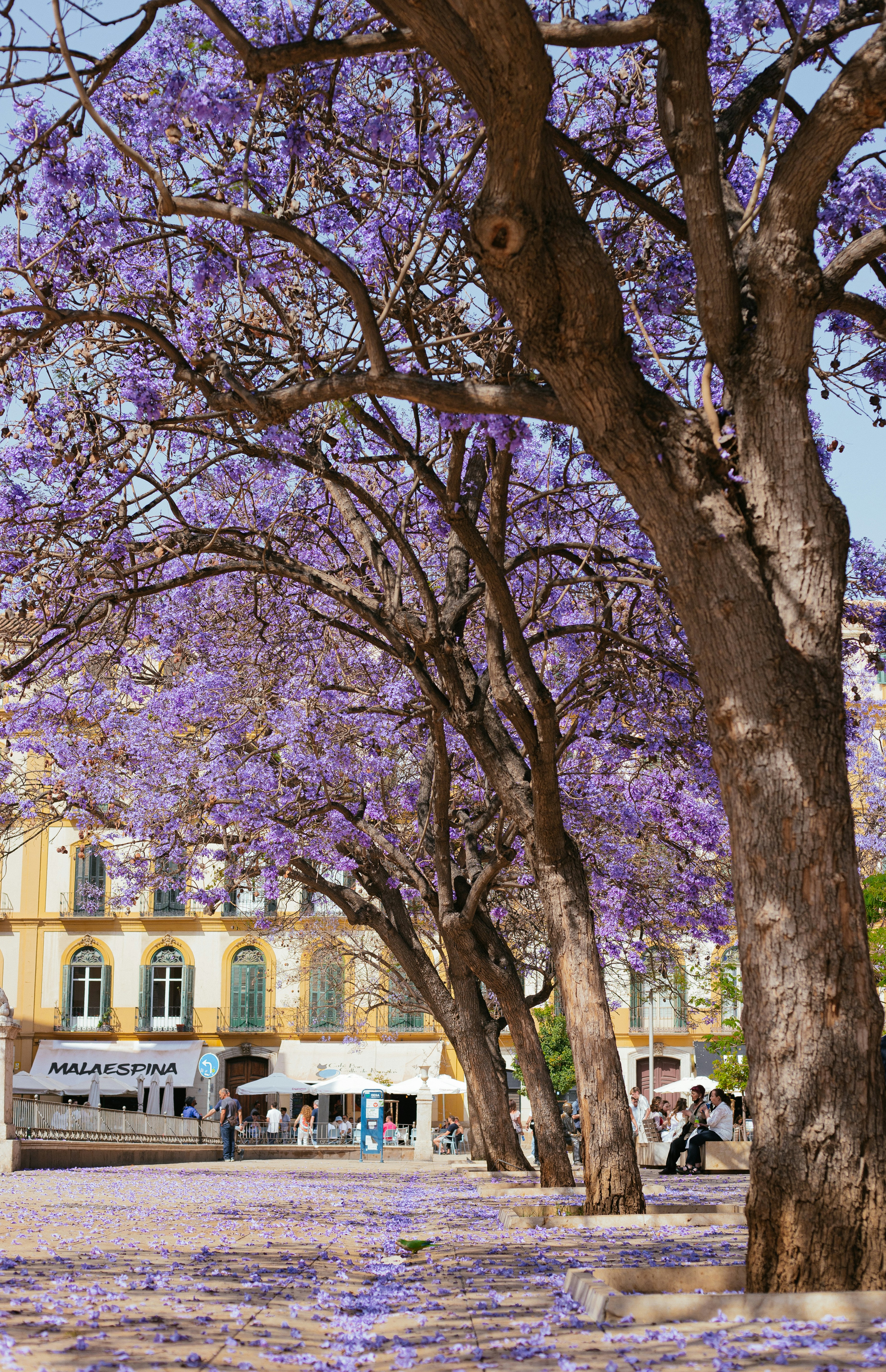 May in Spain 