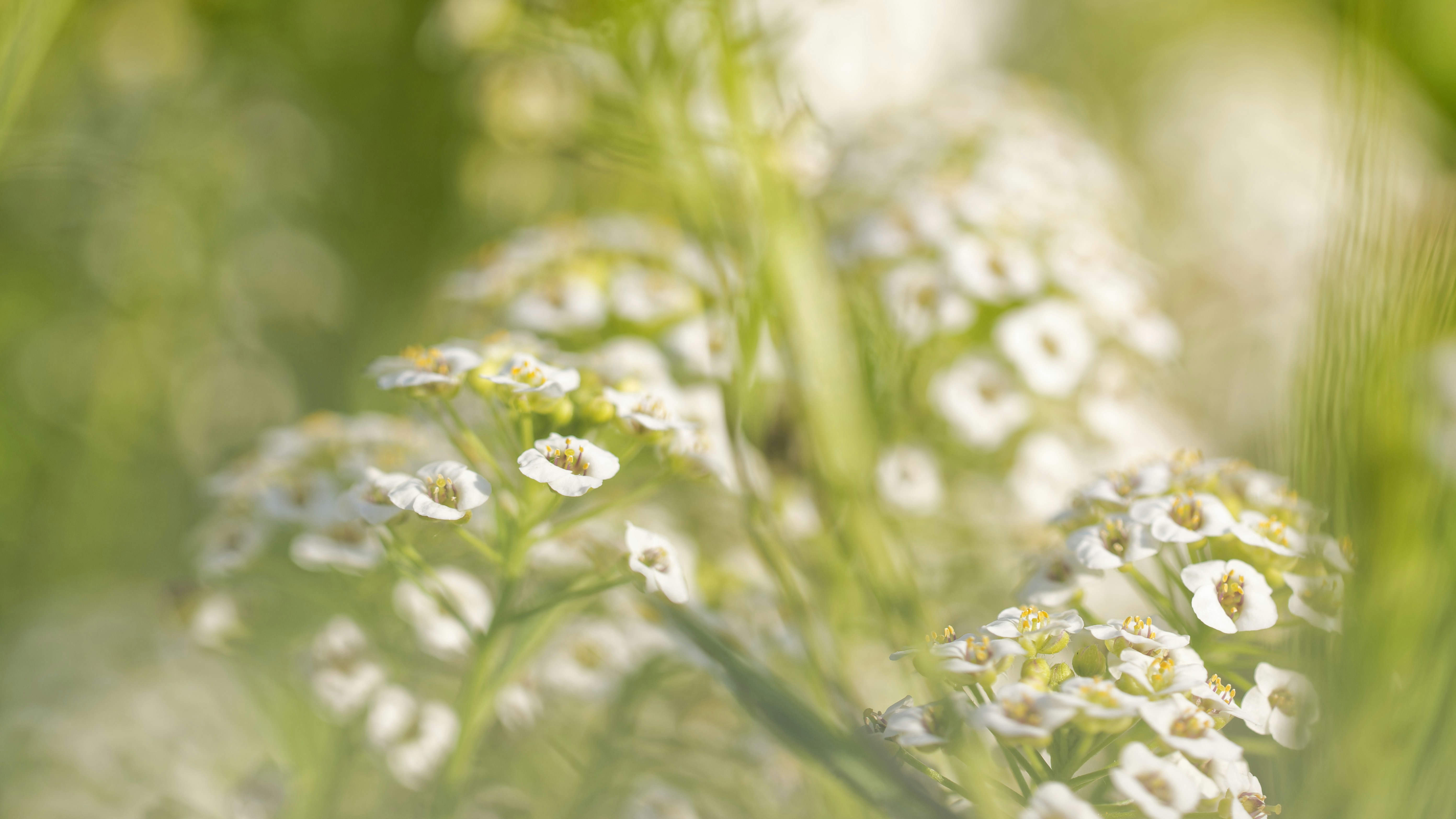 Soft Meadow Bloom: Delicate Whites in Gentle Blur