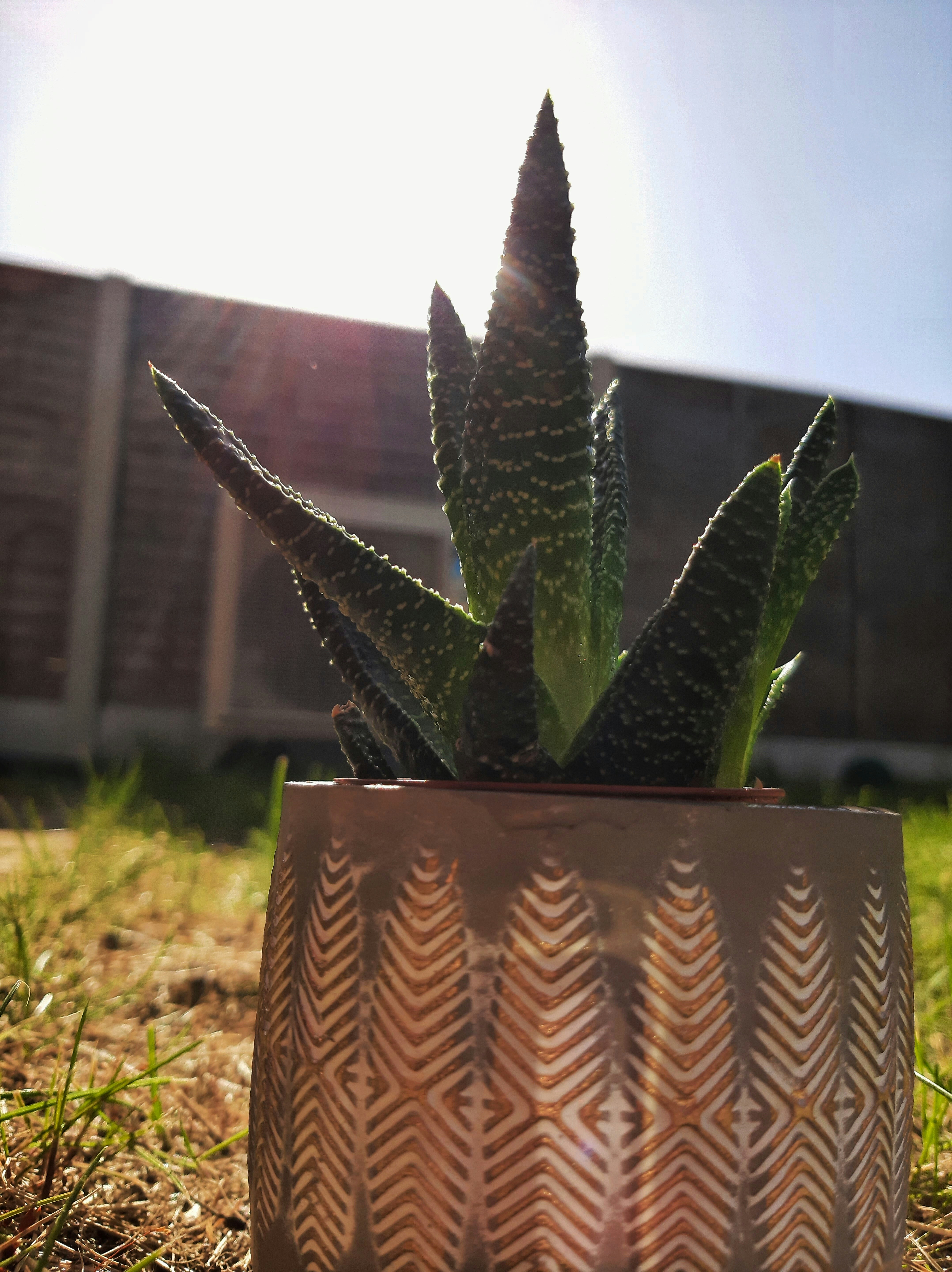 A vibrant succulent plant emerging from an intricately patterned pot, basking in sunlight against a rustic backdrop.