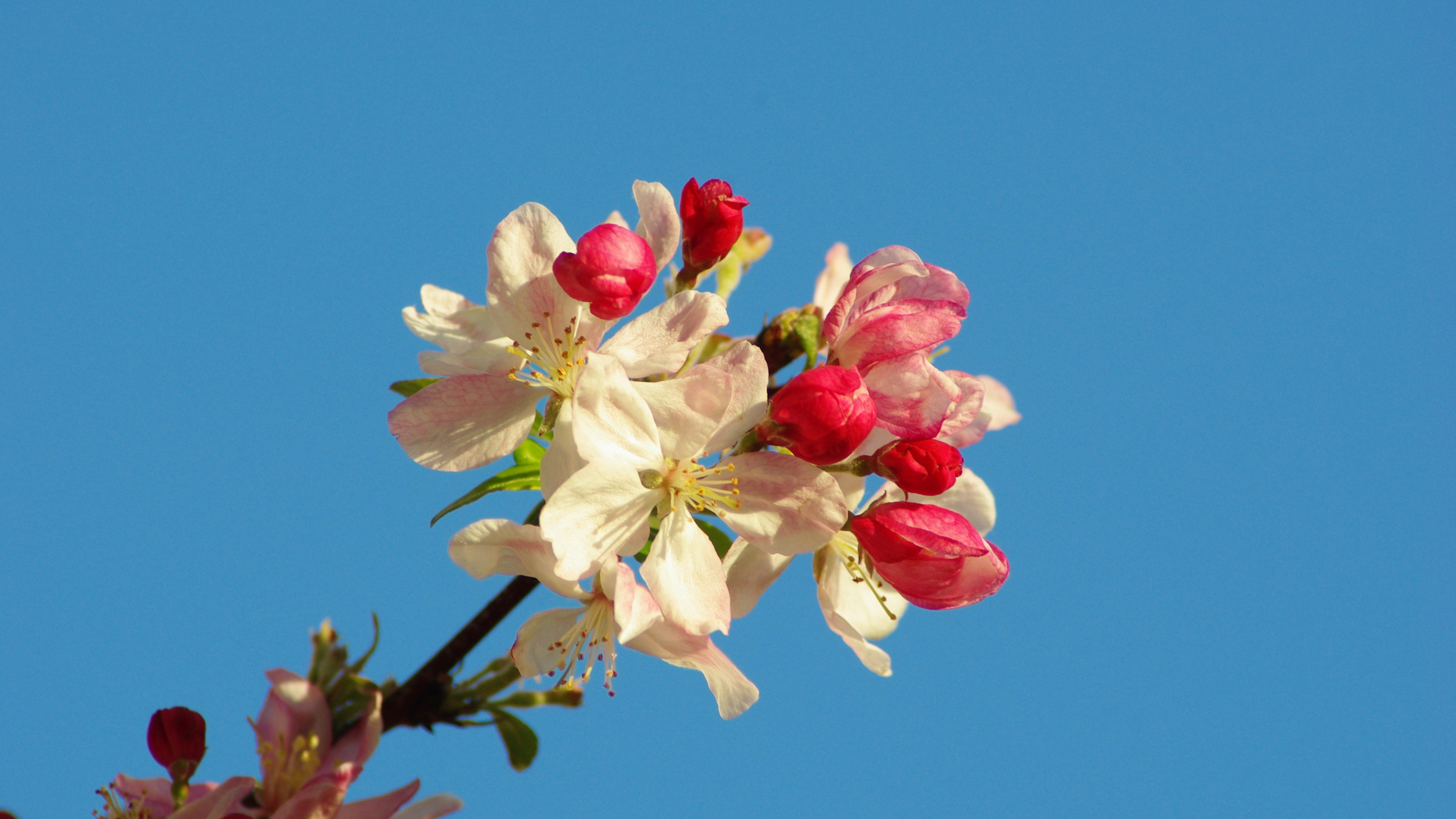 Close-up photograph of white and pink apple blossoms on a branch against a clear blue sky, highlighting delicate petals and budding flowers.