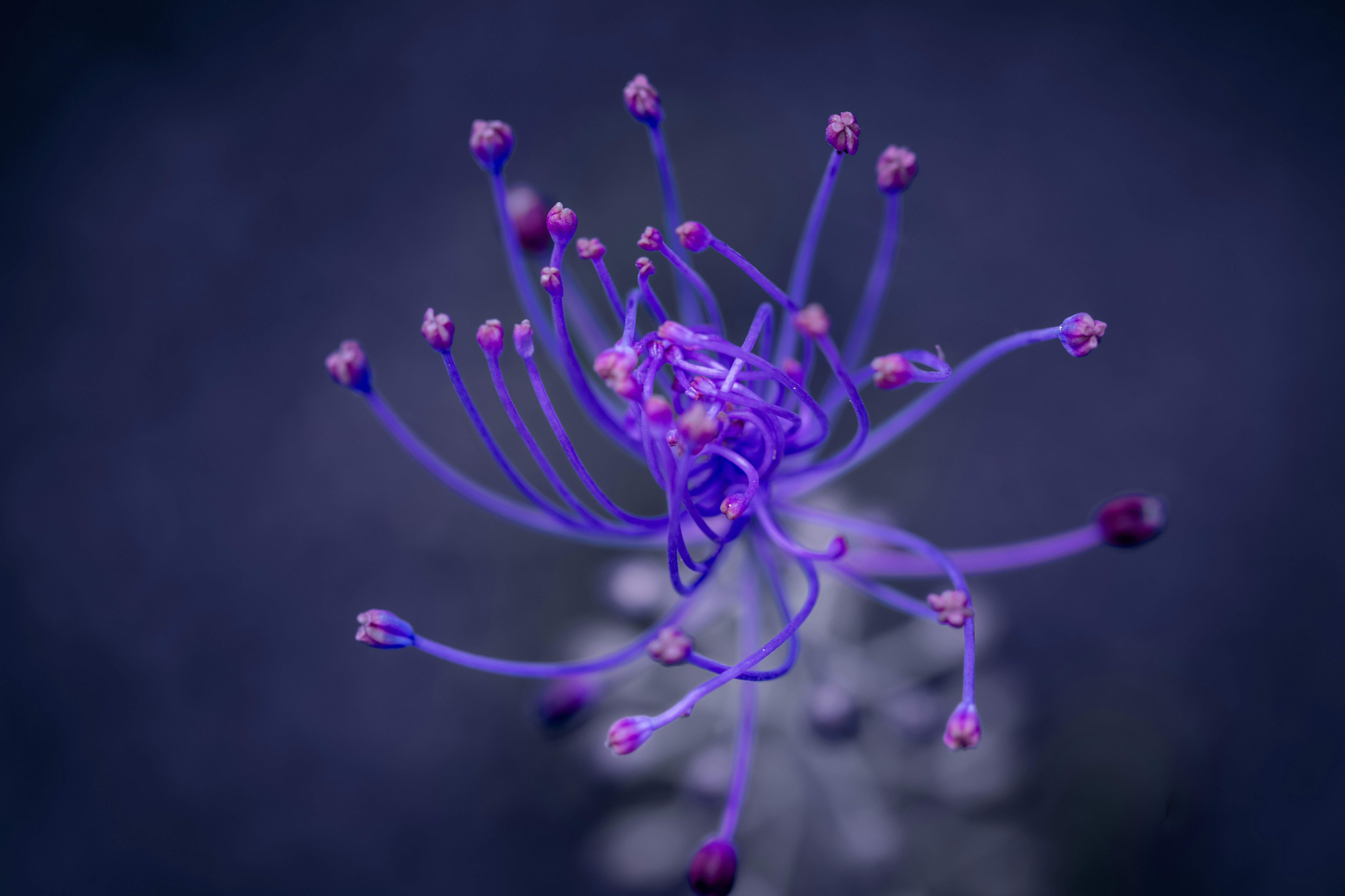 Electric Purple Bloom: a macro portrait of a spider-lily in soft focus