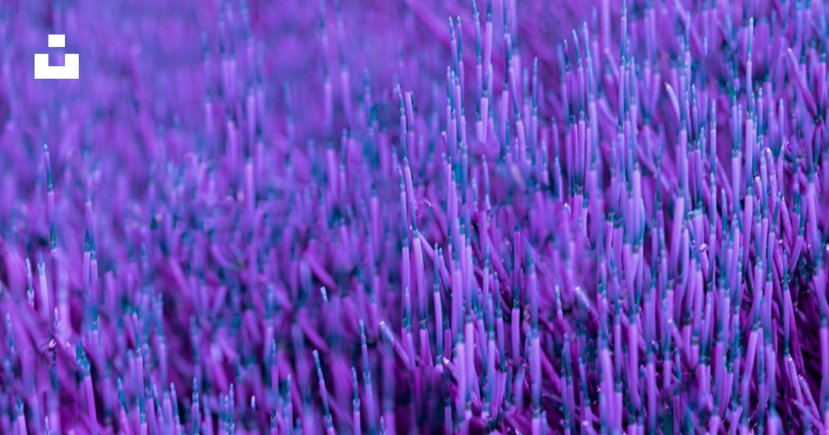A Close Up Of A Field Of Purple Grass Photo Free Purple Image On Unsplash