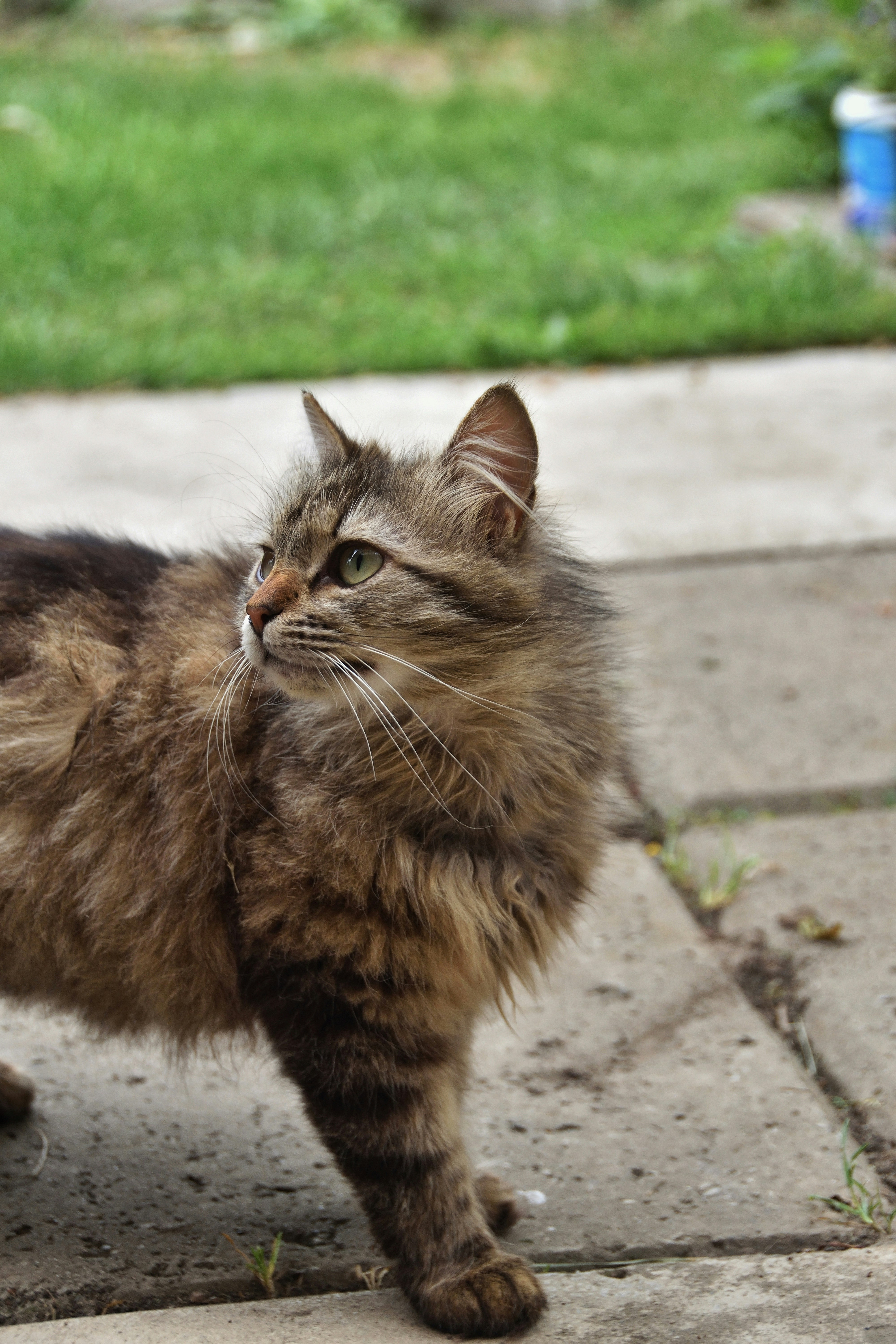 Amber-Eyed Cat on the Concrete Patio, Gazing Toward the Lawn