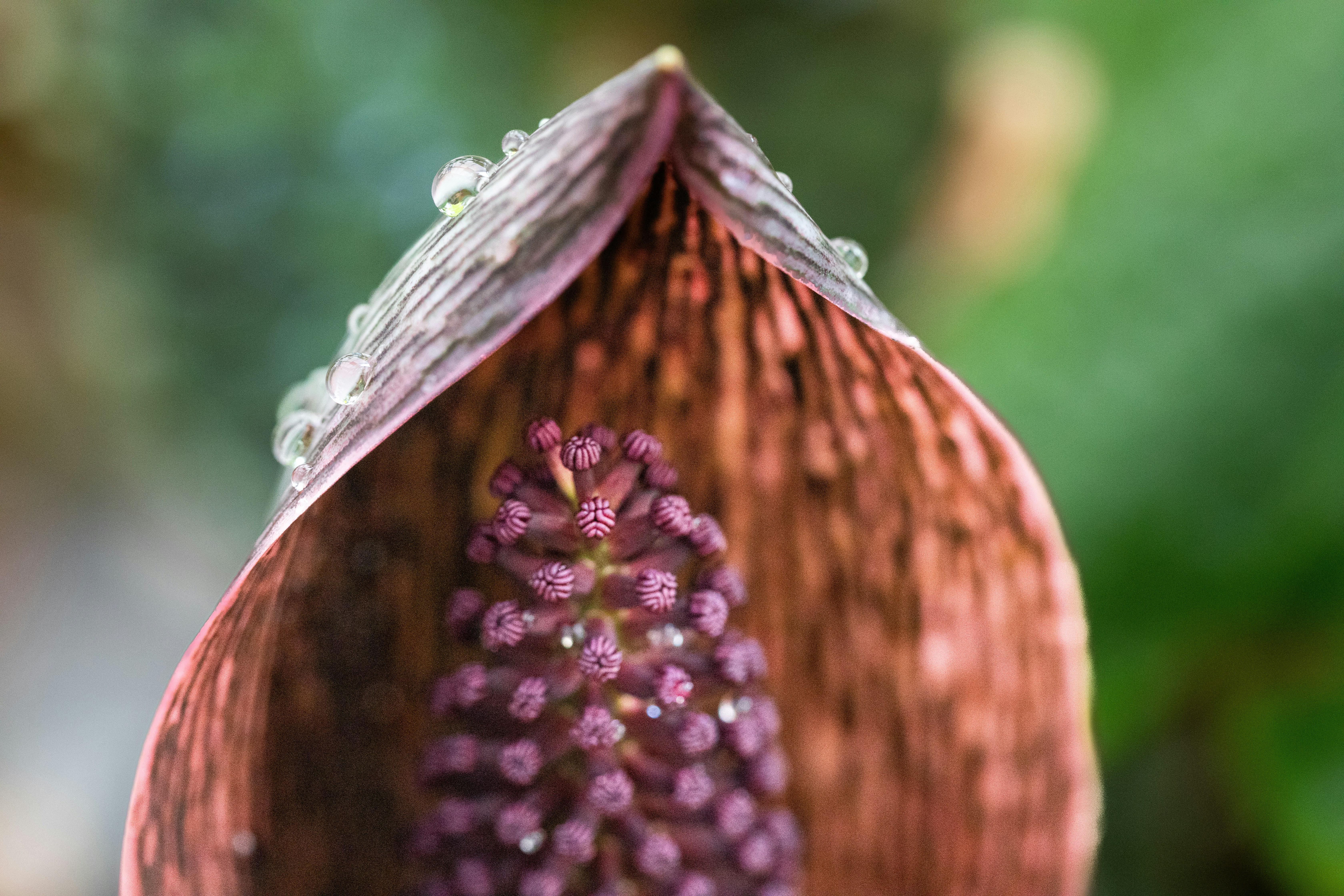 Close-up of a folded plant spathe with dew beads framing a purple spadix