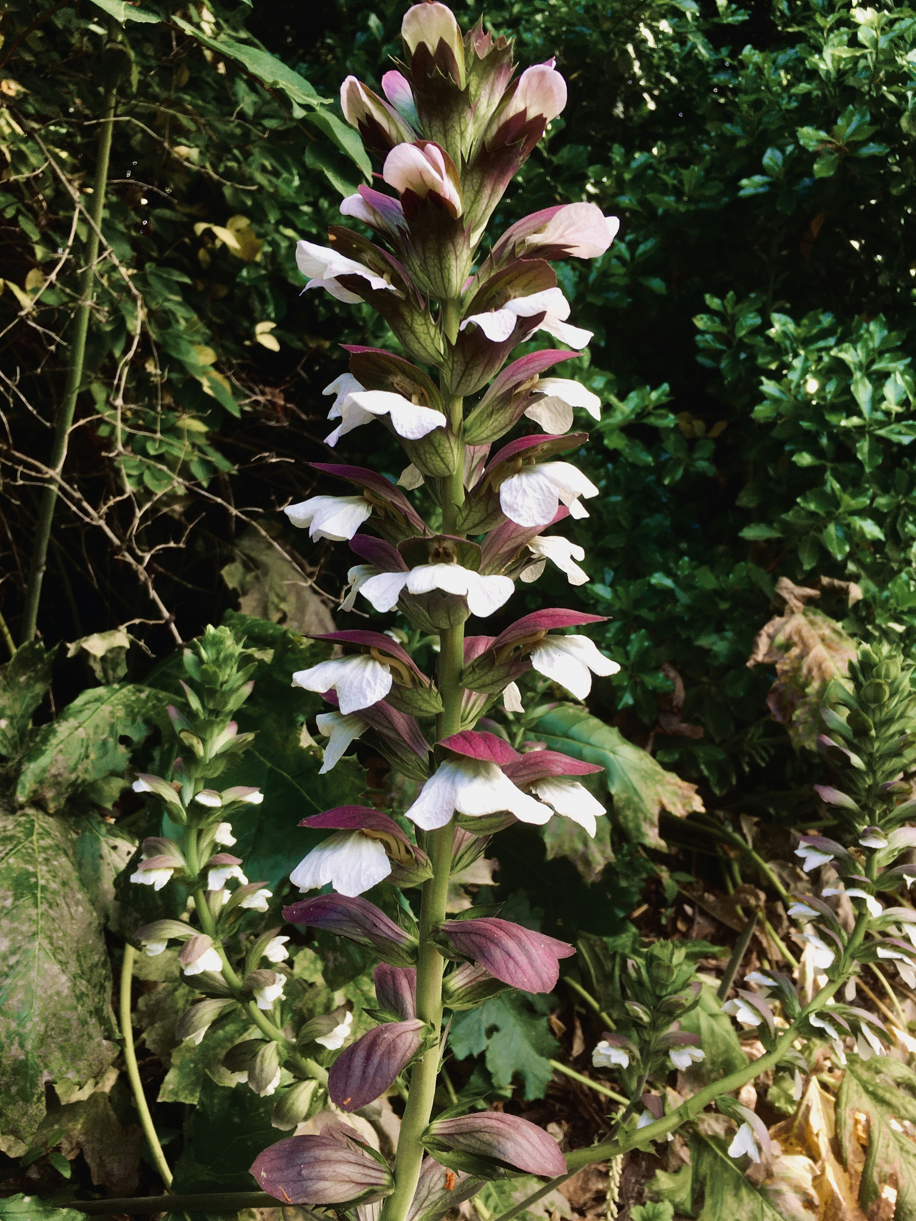 Pastel Sage Spike: A Vertical Cascade of White and Mauve Bracts