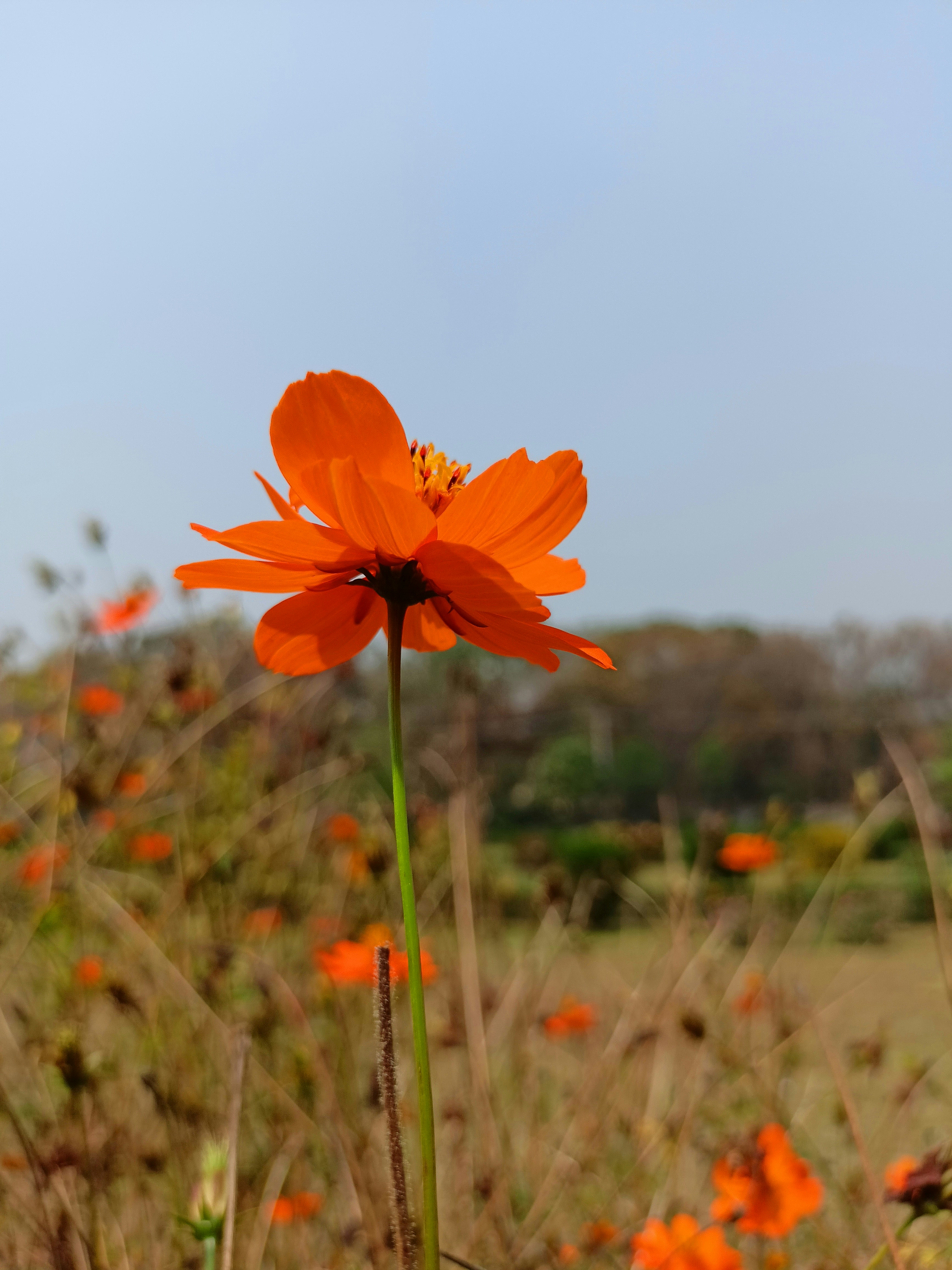 A bright orange flower stands tall amidst a blurred background of green and orange hues. The delicate petals and fine details are highlighted in this floral composition.