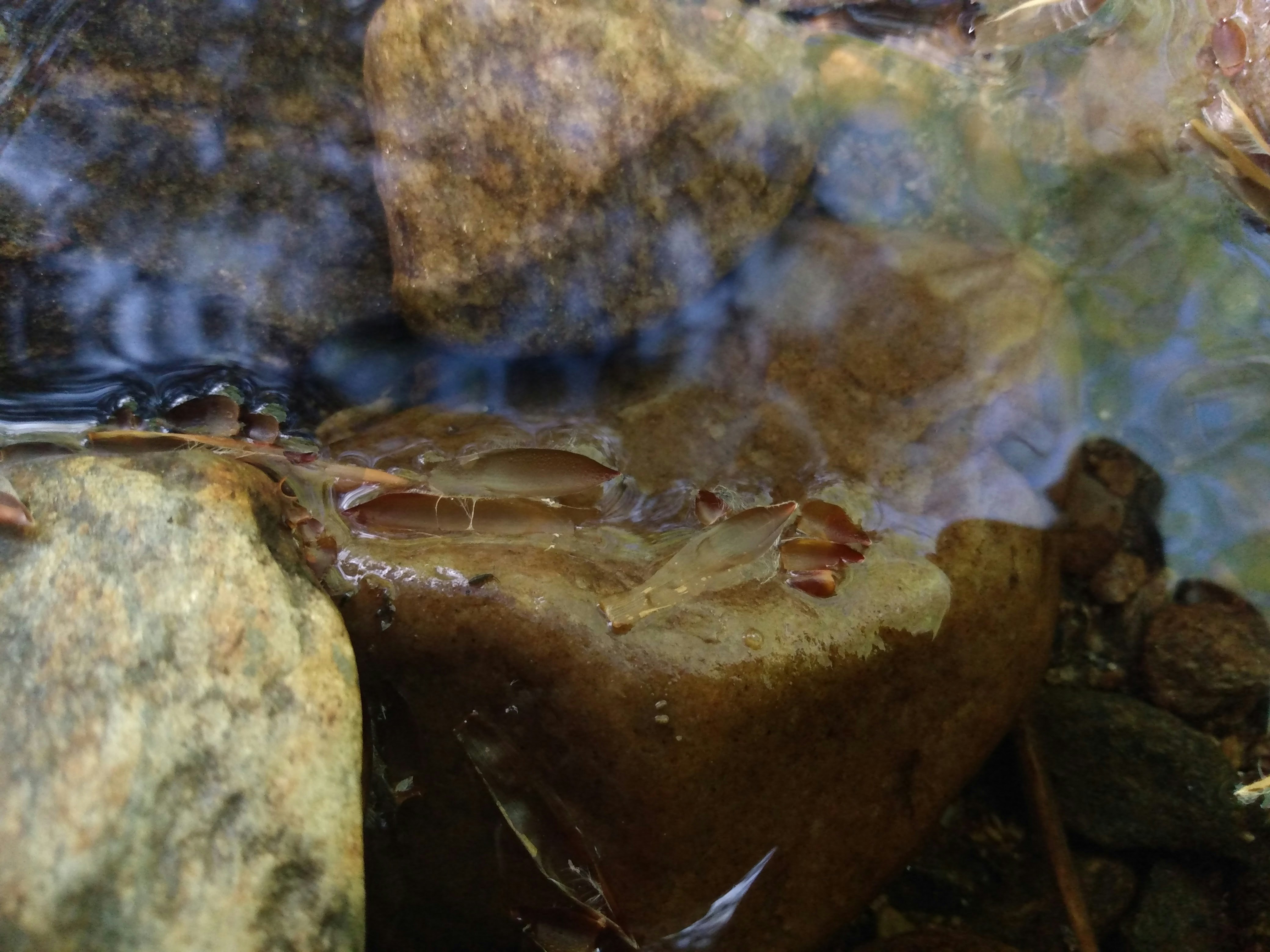 A close up of a rock with water coming out of it photo – Free Green ...