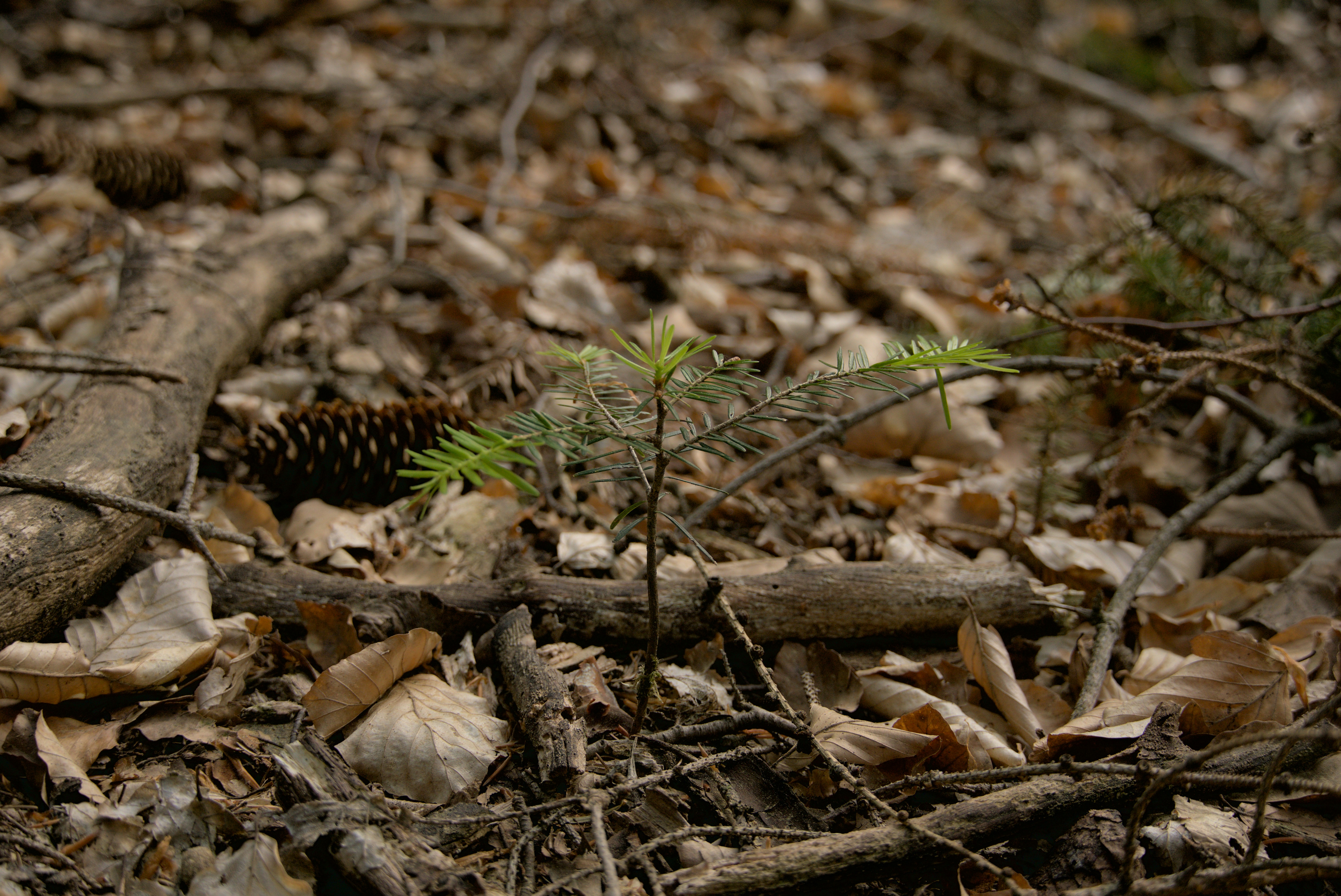 Lone Sprout Breaks Through the Forest’s Fallen Veil