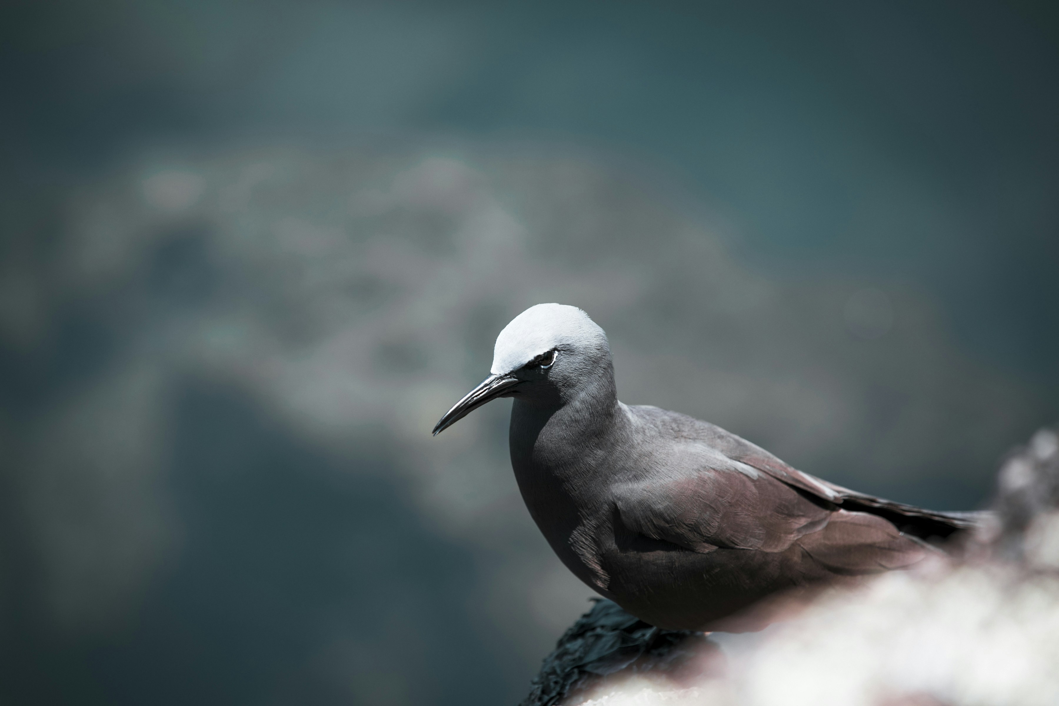 Perched on the edge: white-headed seabird against a turquoise abyss