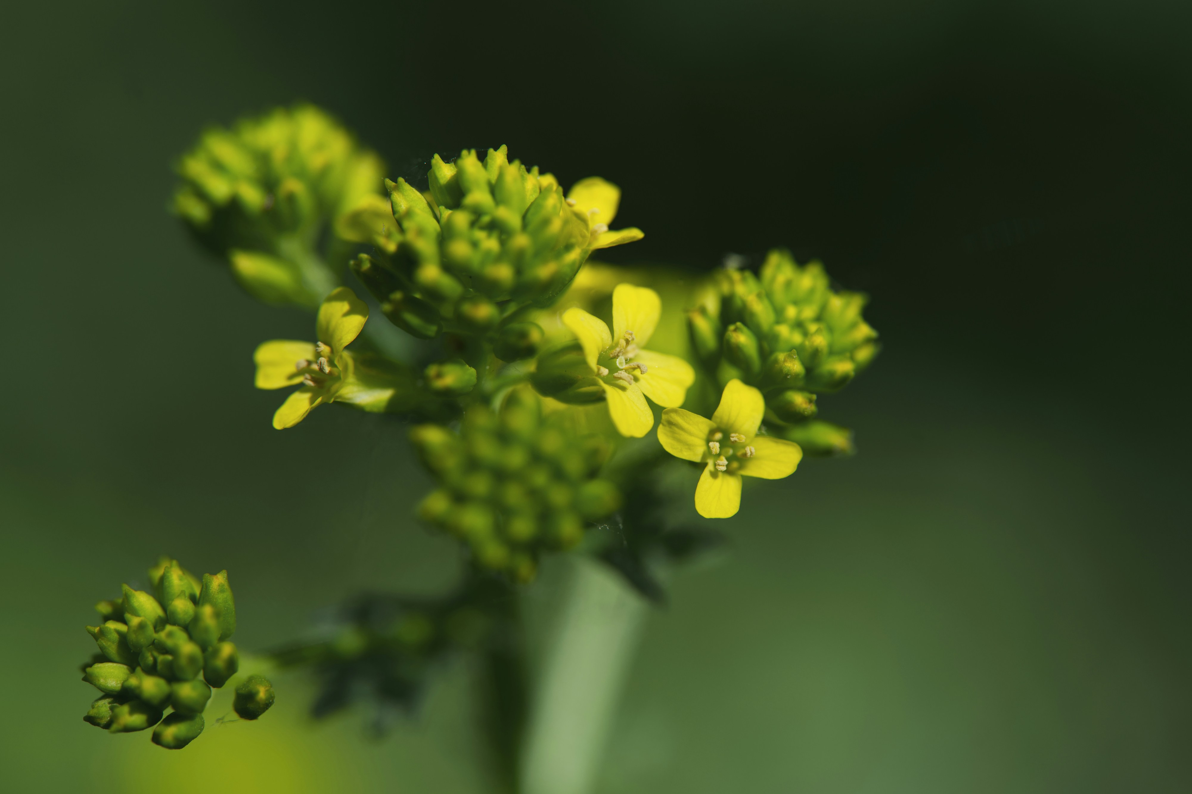 Wild Flowers | 24 best free flower, plant, blossom and qc photos on ...