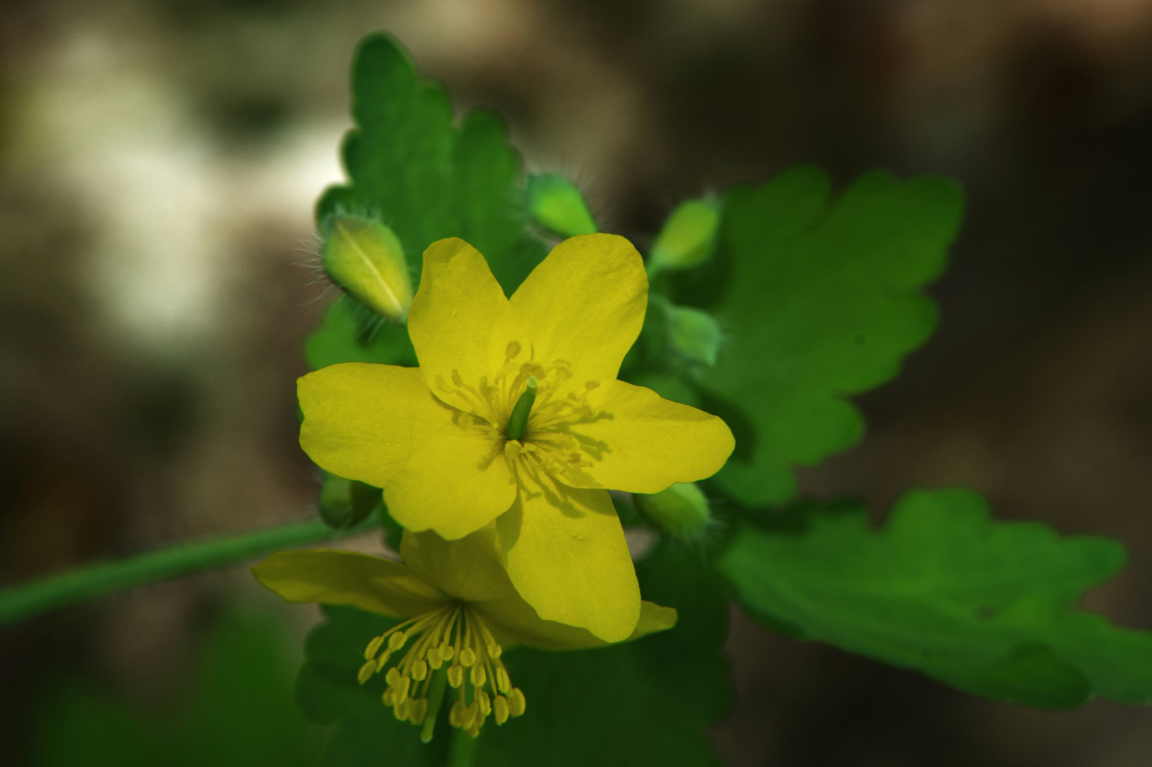 Wild Flowers | 24 best free flower, plant, blossom and qc photos on ...