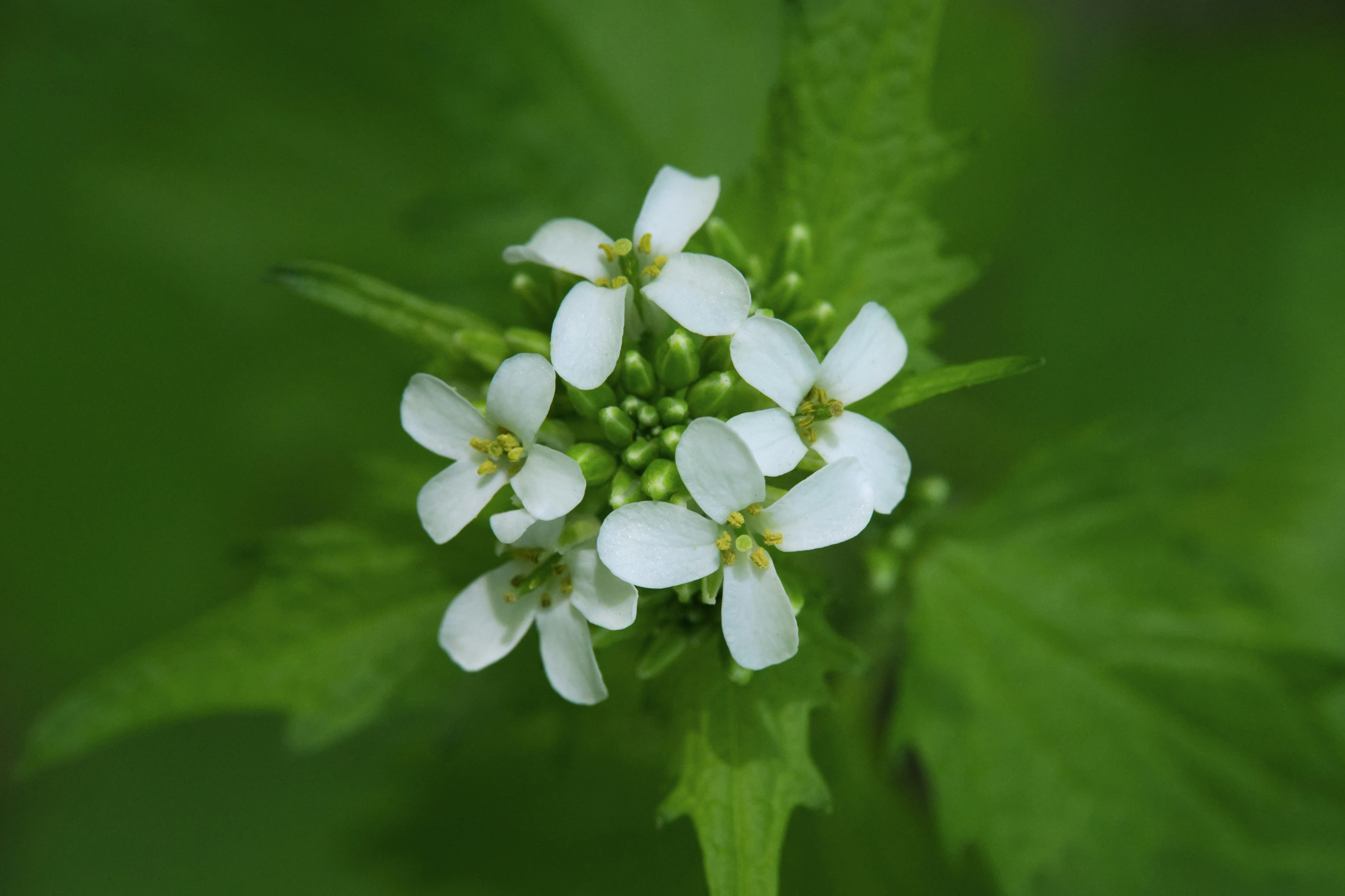 Wild Flowers | 24 best free flower, plant, blossom and qc photos on ...