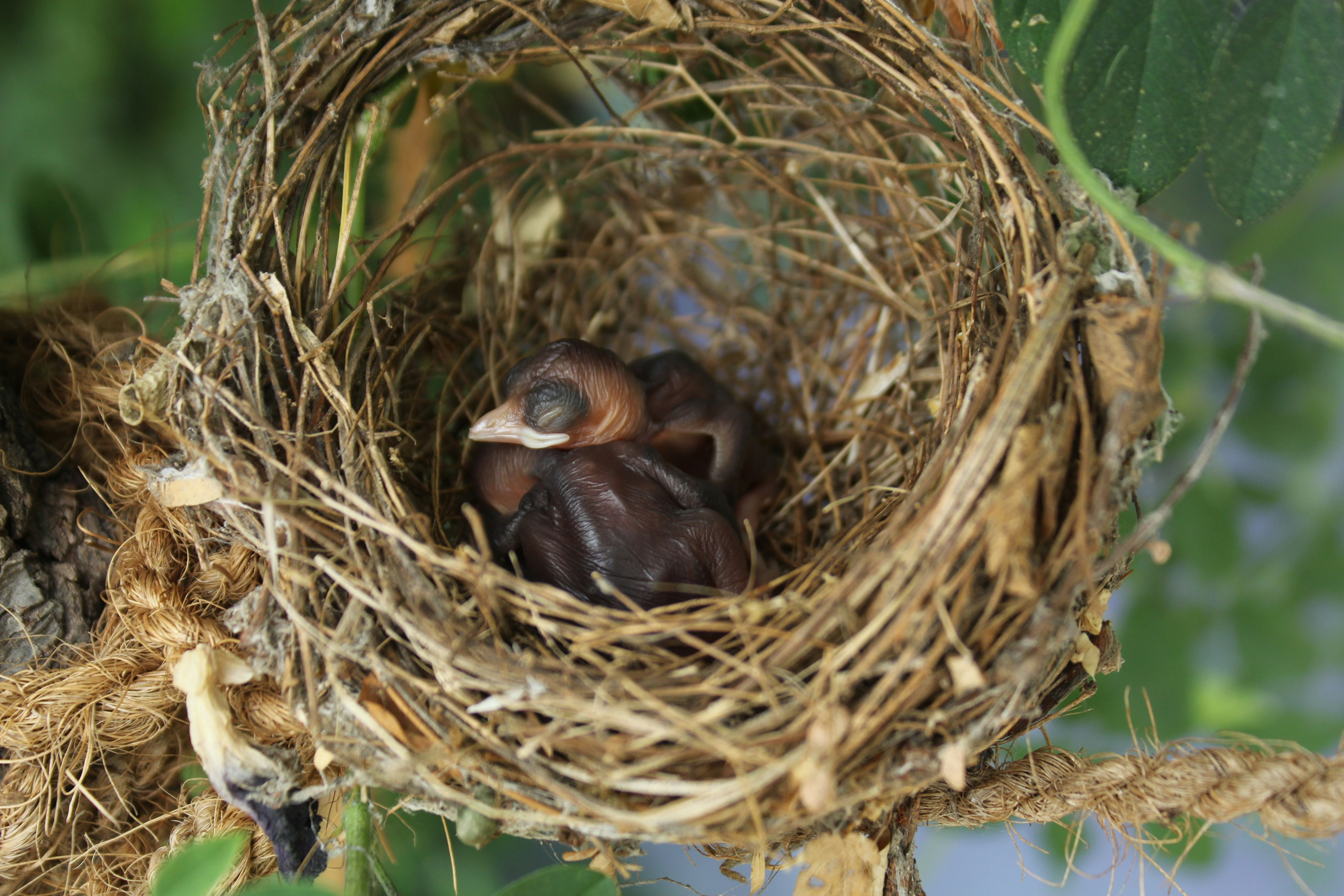 A couple of birds that are in a nest photo – Free Bird nest Image on ...