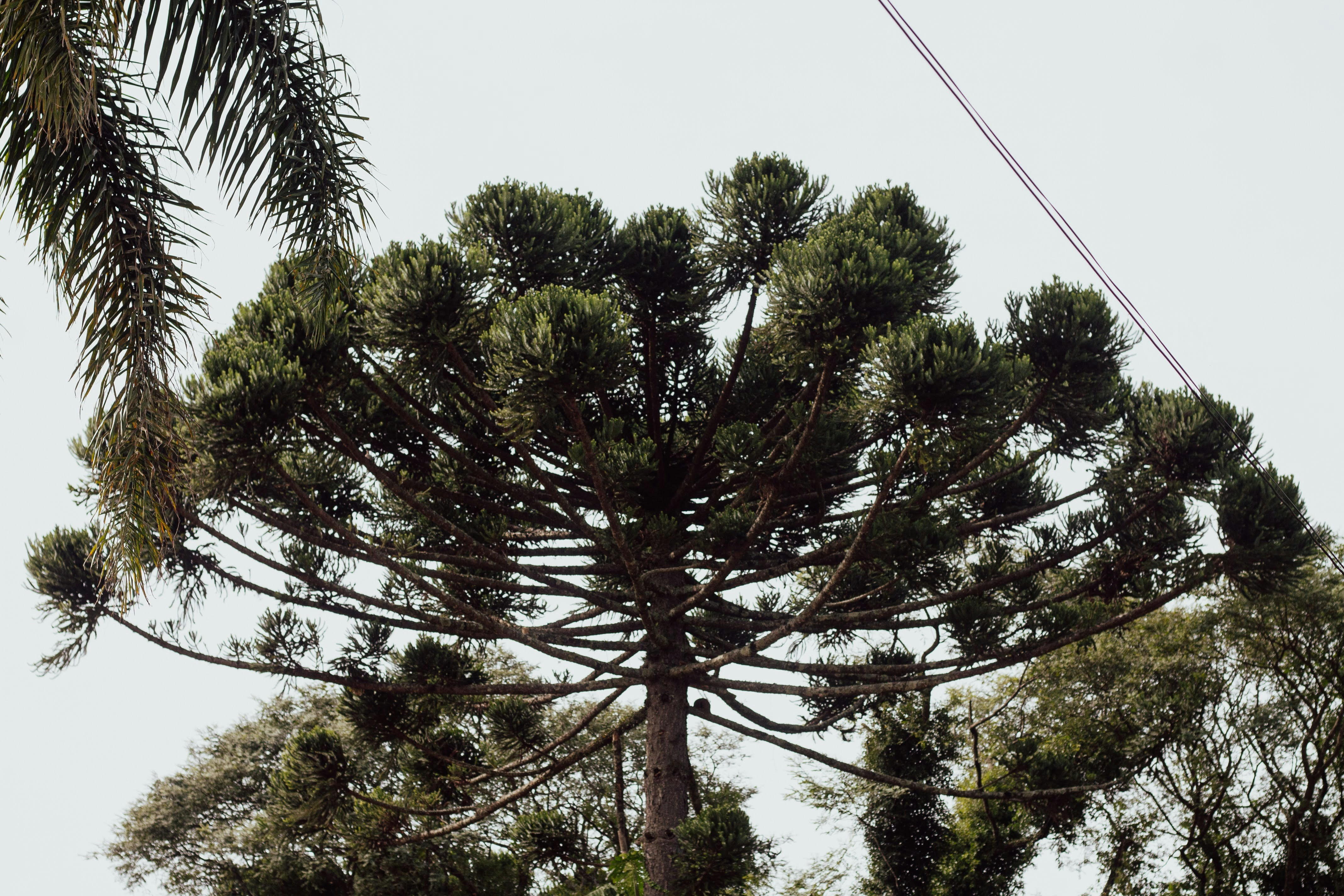 Majestic Canopy of the Araucaria