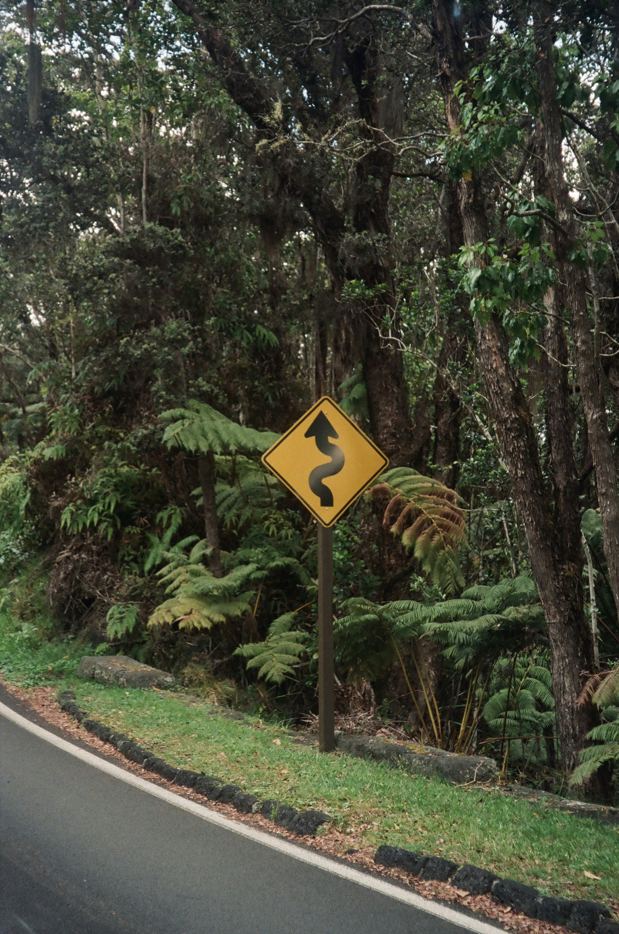 Winding road sign warning of sharp curves, surrounded by lush greenery and tropical ferns. The scene captures the harmony between nature and road safety.