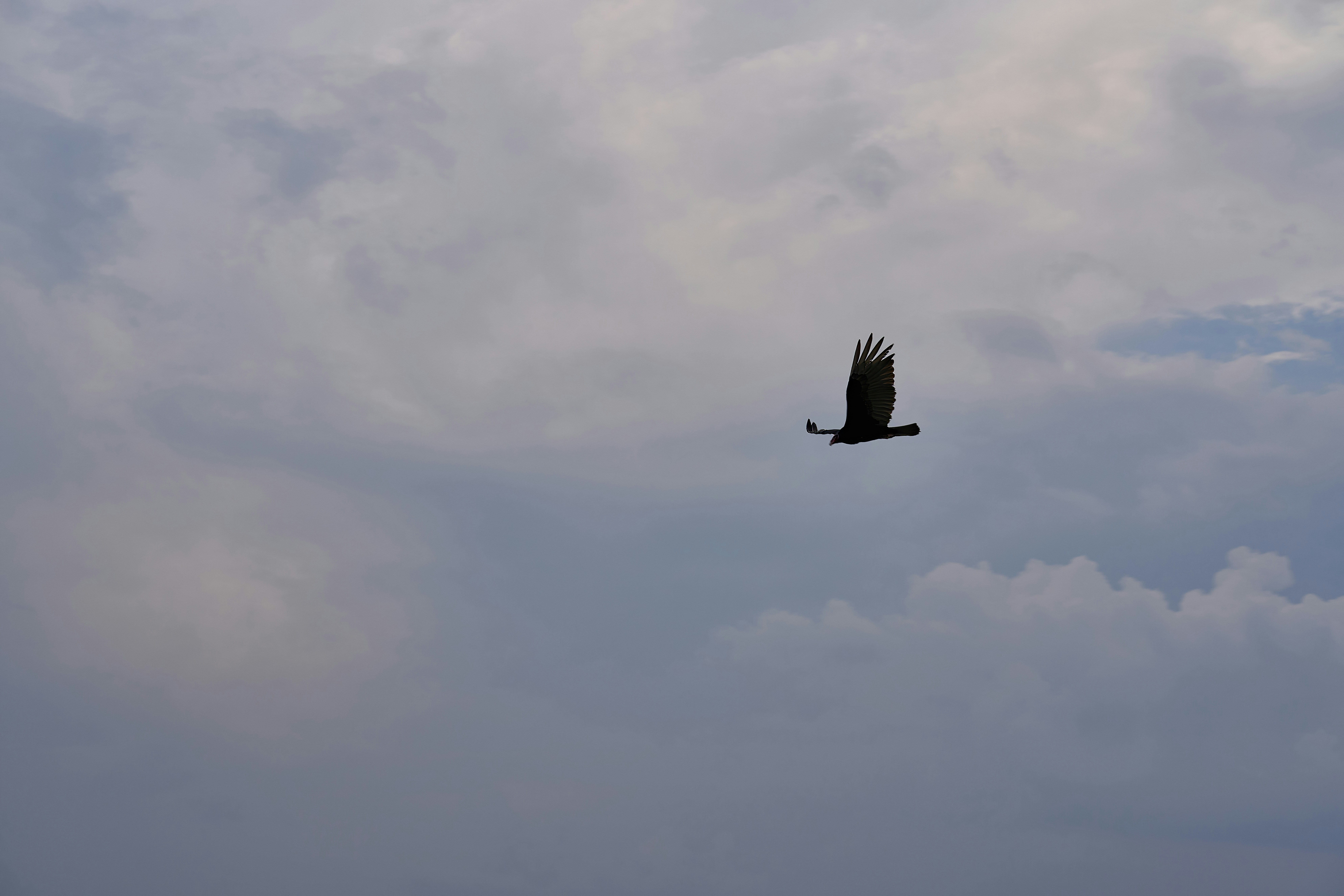 A solitary bird gliding against a backdrop of soft, textured clouds in a muted sky. The image captures the essence of freedom and tranquility.