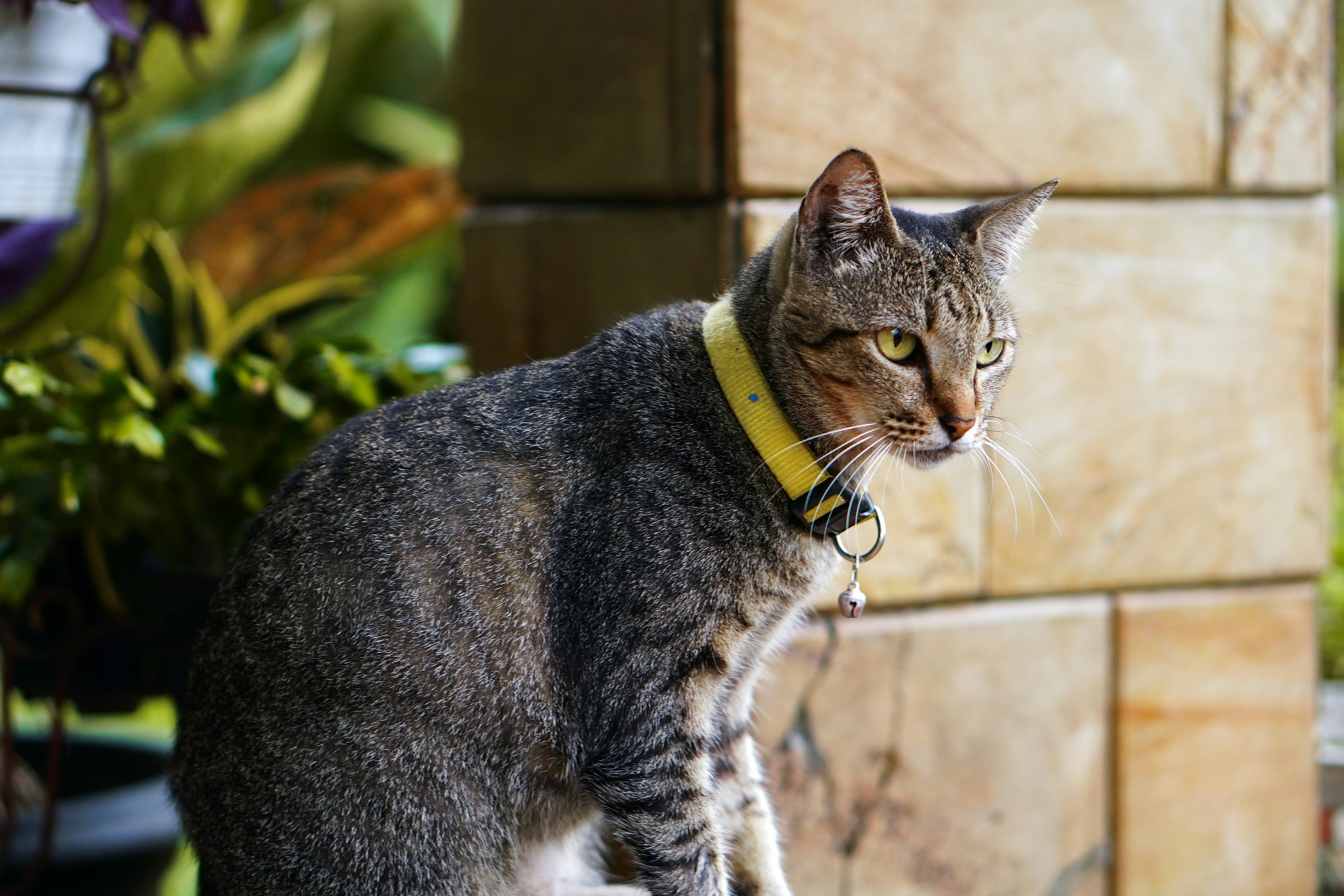 Tabby cat with a yellow collar sitting gracefully next to a stone wall, surrounded by lush greenery.