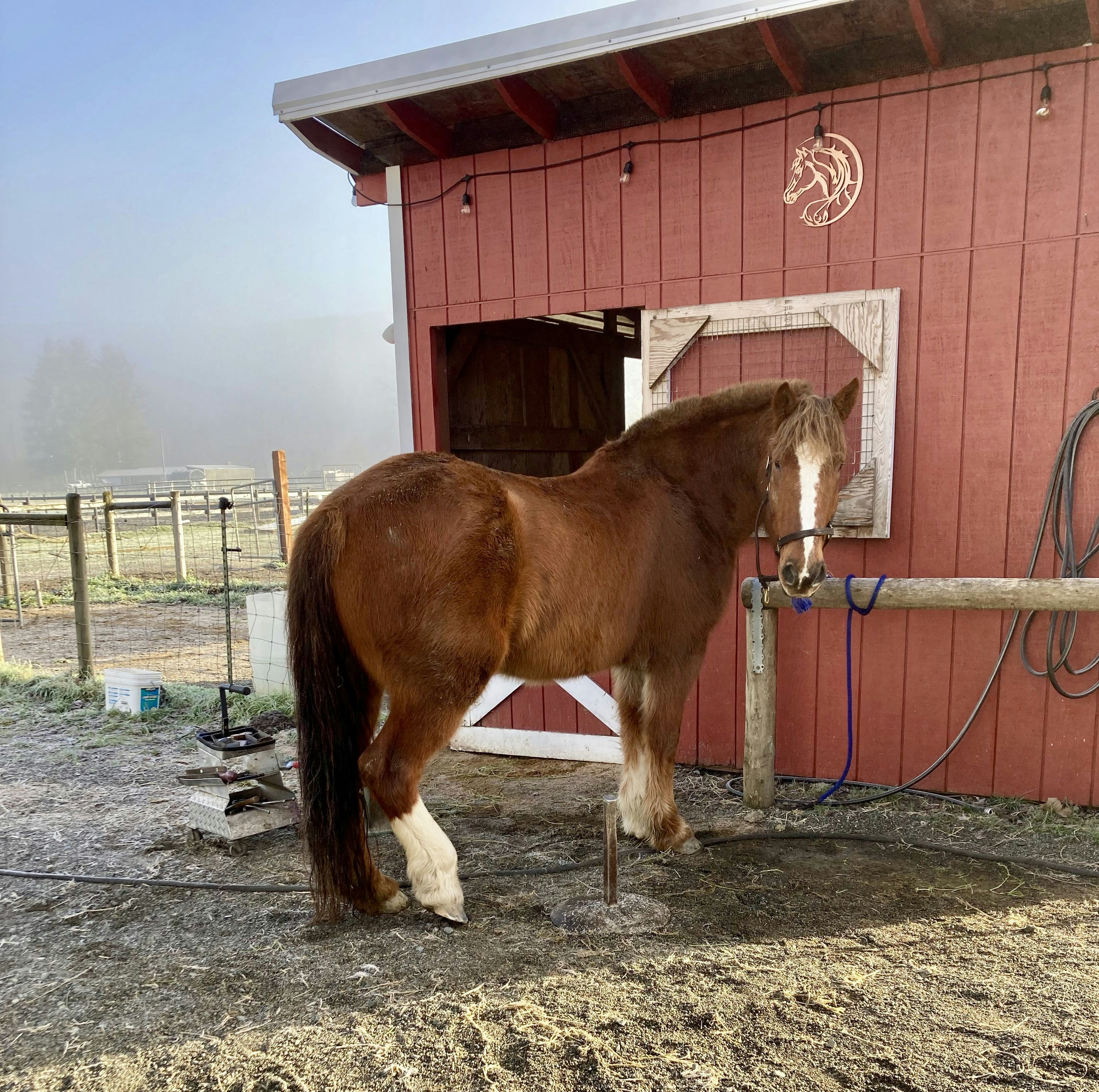 Dawn Mist by the Stable: Chestnut Horse Beside a Red Barn
