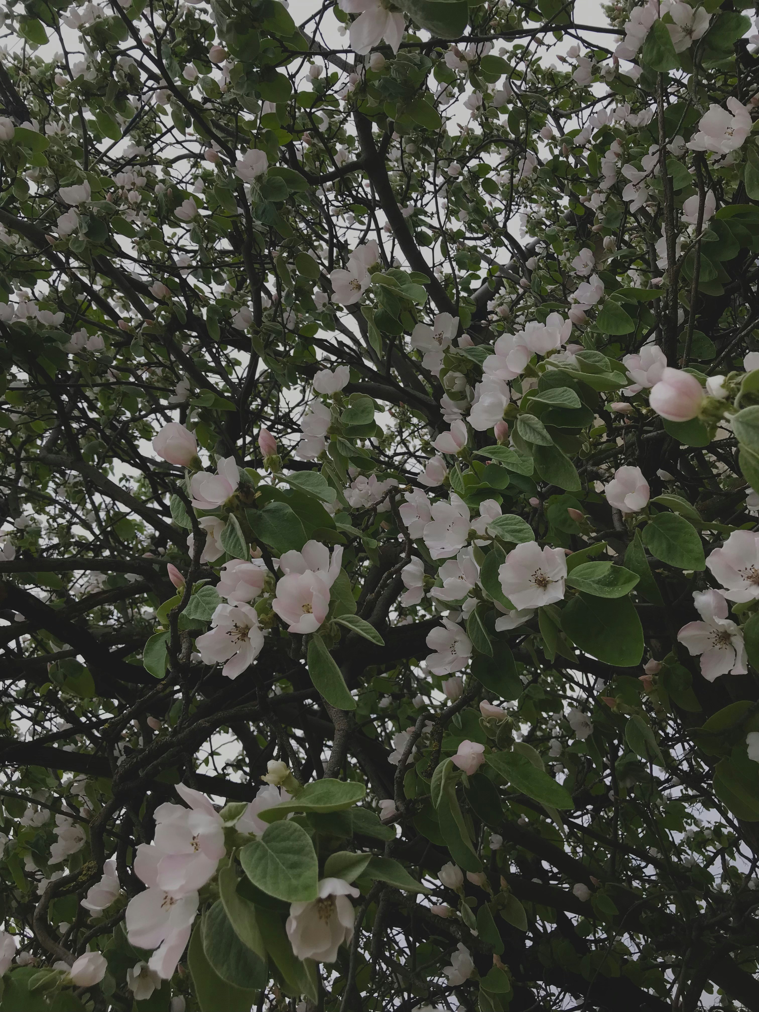 Petal Network: Close-Up of a Spring Blossom Canopy