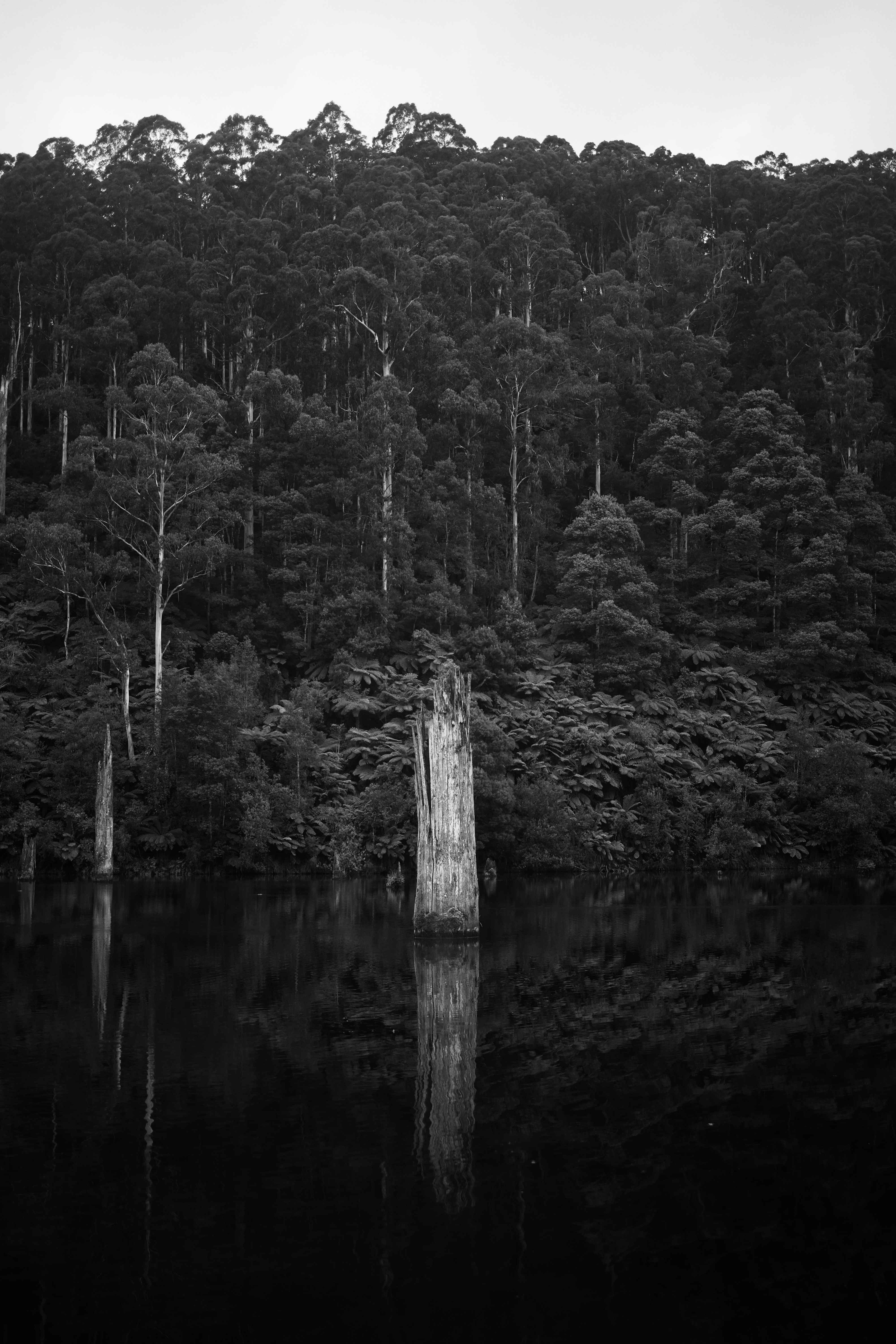 a black and white photo of a lake surrounded by trees