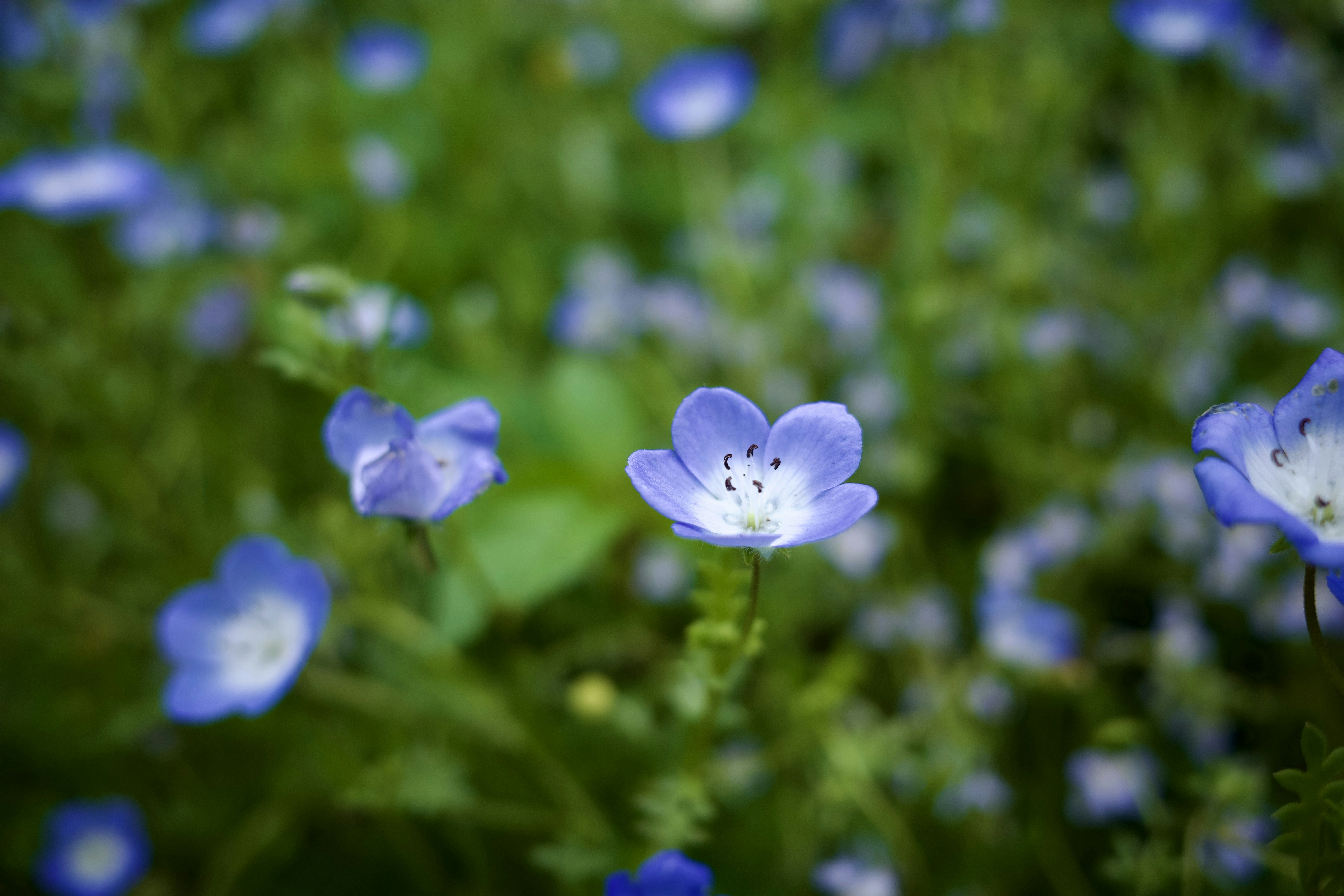 Light Blue Flower Names | Best Flower Site