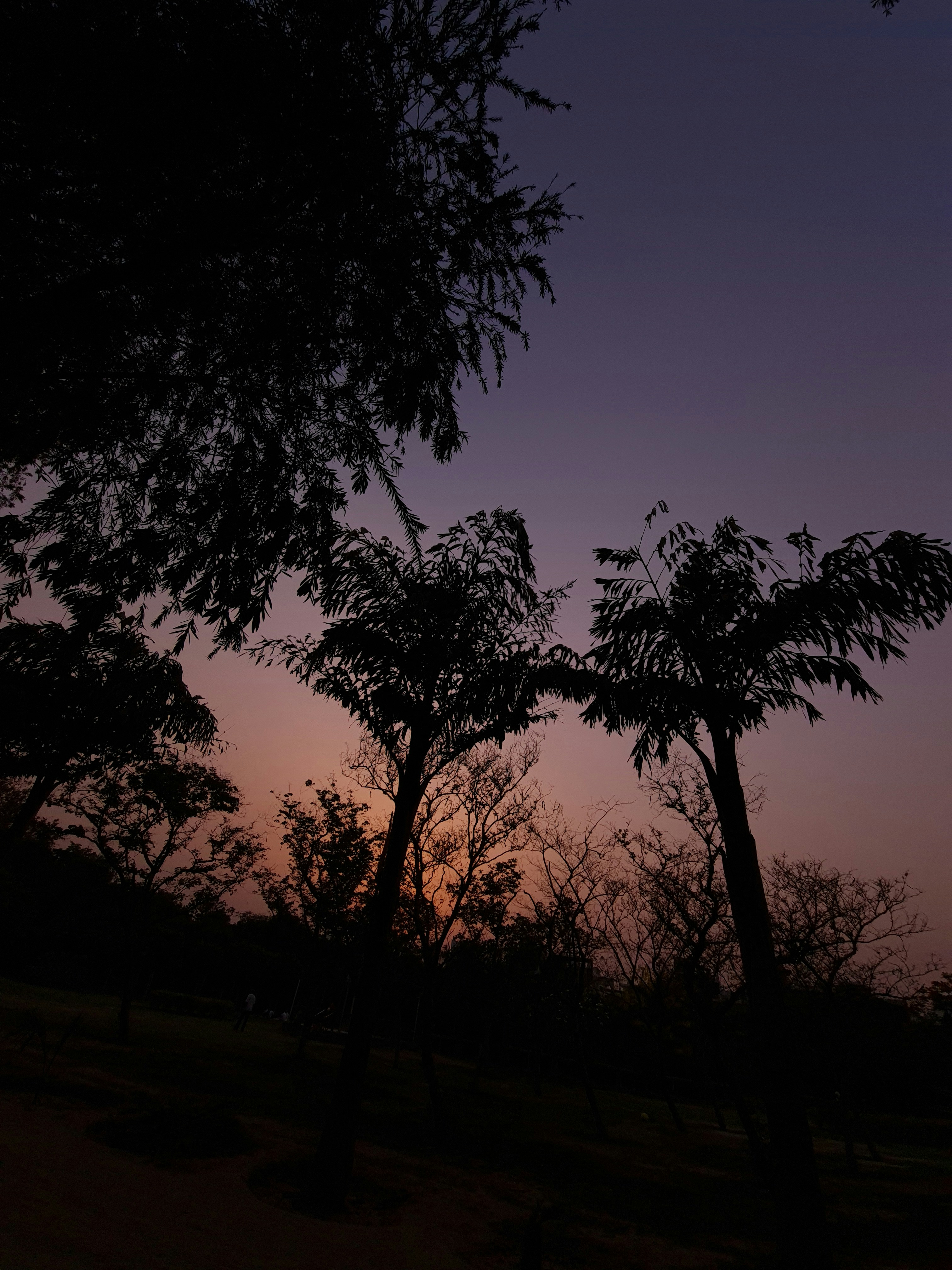 Whispering Trees Against Velvet Dusk