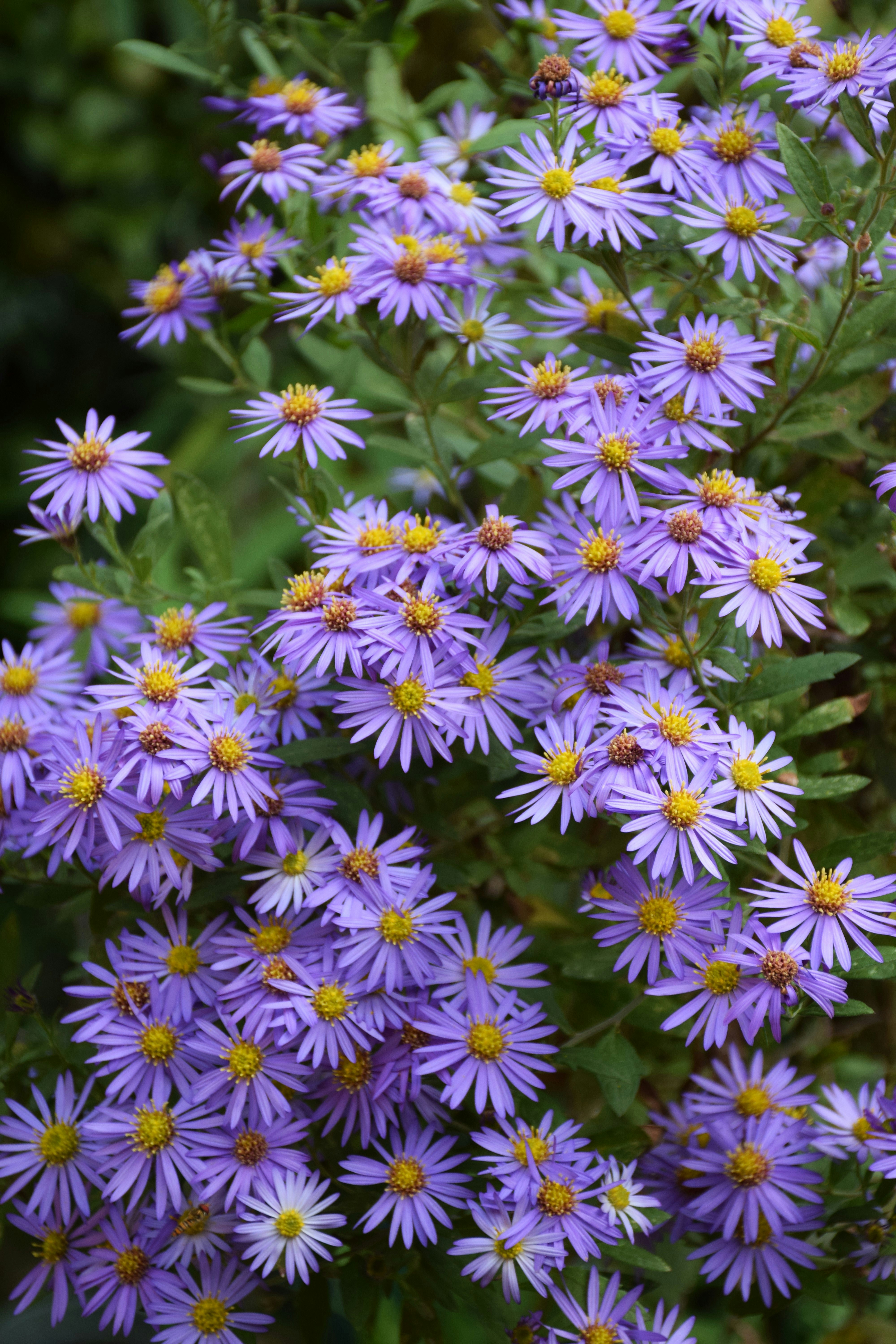 Vibrant clusters of purple flowers with yellow centers create a lively garden scene, showcasing nature’s beauty and diversity.
